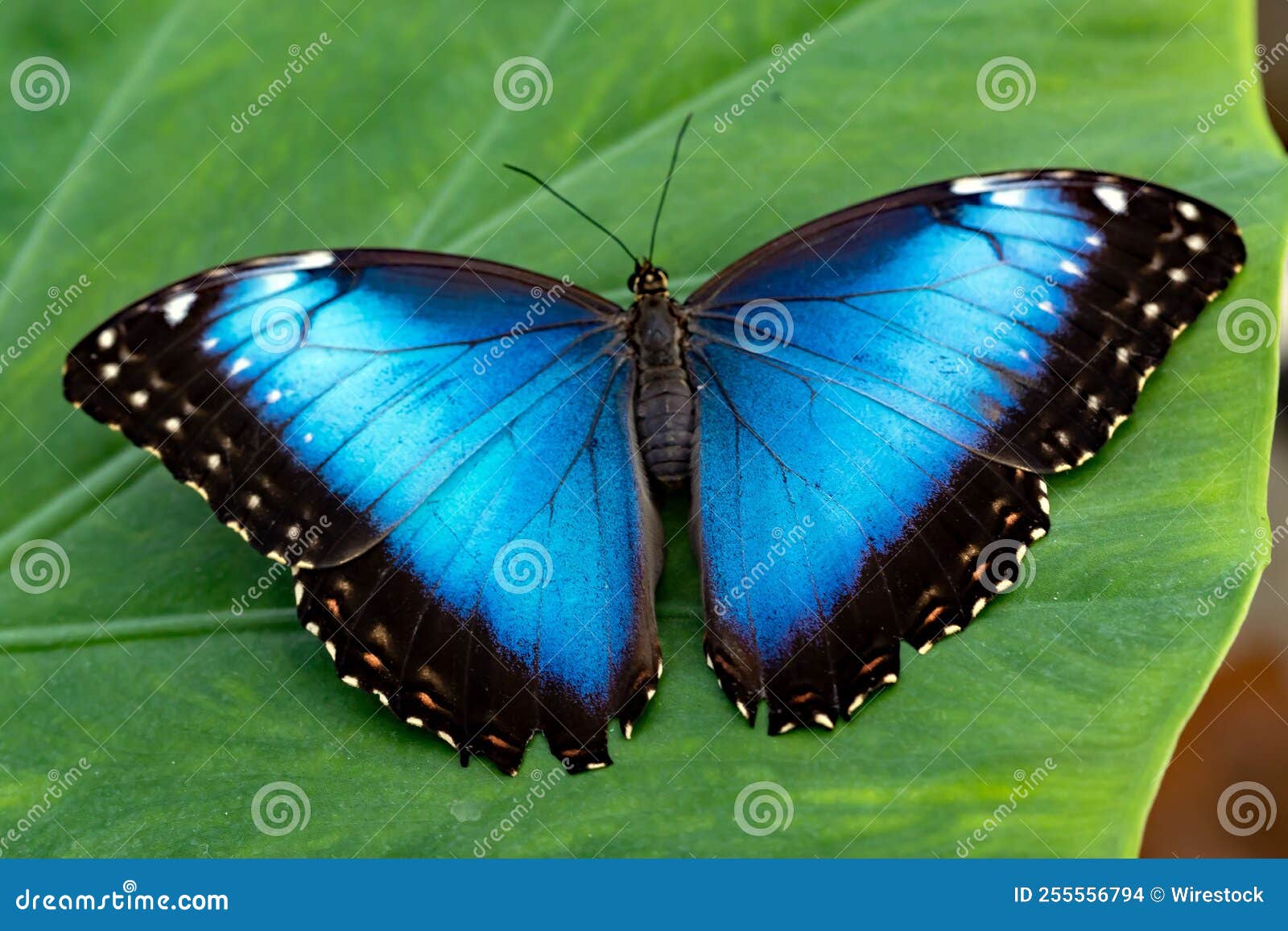 Macro De Uma Borboleta Azul Morfo Foto de Stock - Imagem de brilhante ...