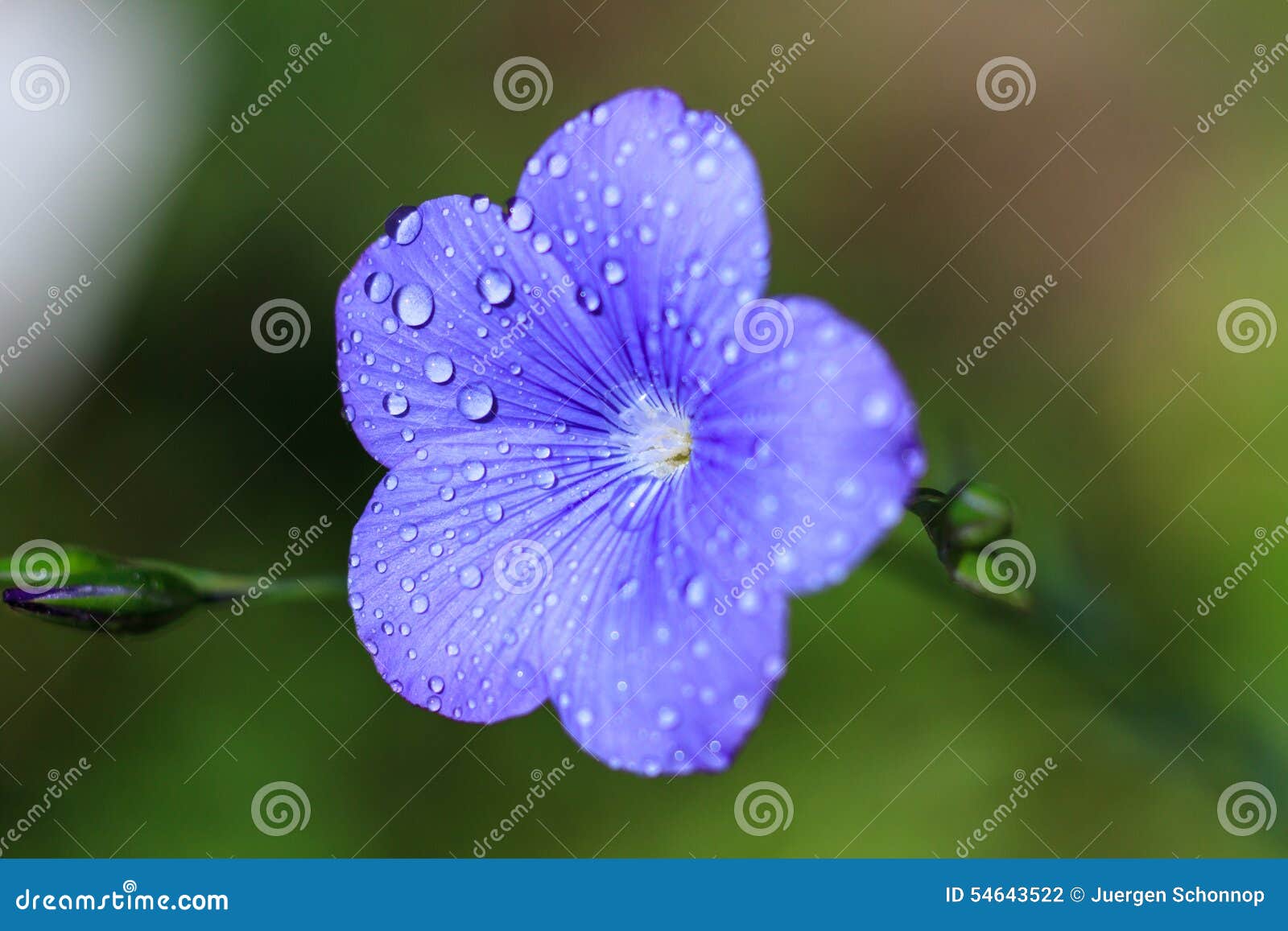 Macro De Uma Flor Azul Do Linho Foto de Stock - Imagem de linho, azul ...