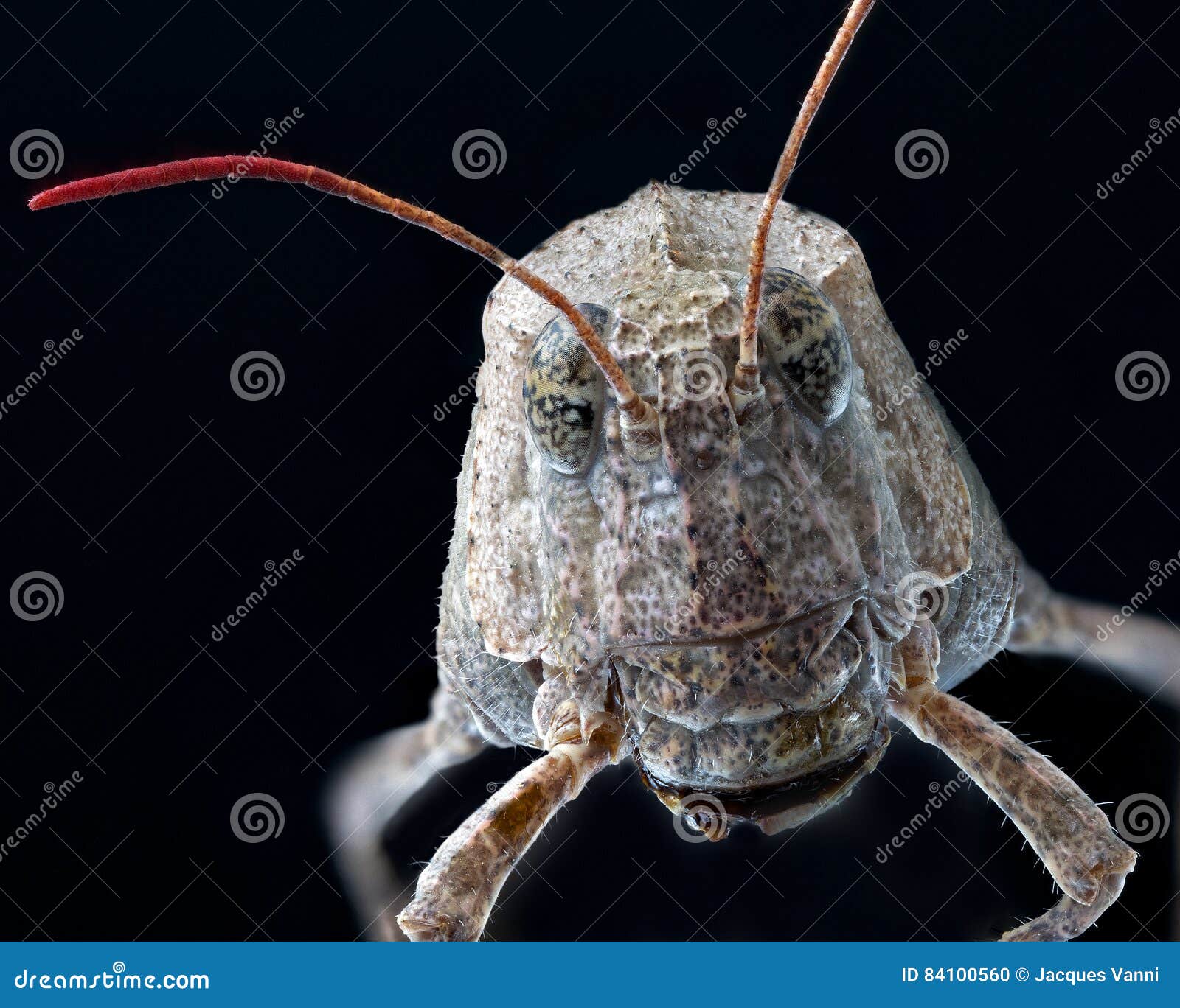 Macro De Un Insecto: Caerulans De Sphingonotus Foto de archivo - Imagen ...