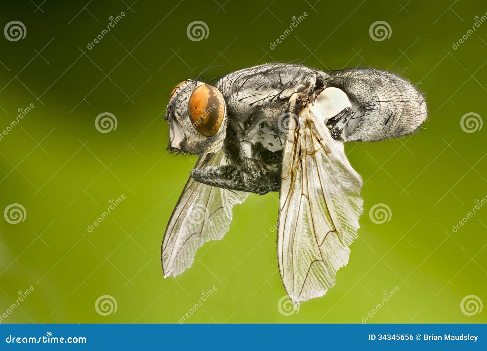 Macro De Una Mosca Del Vuelo Foto de archivo - Imagen de pelos ...