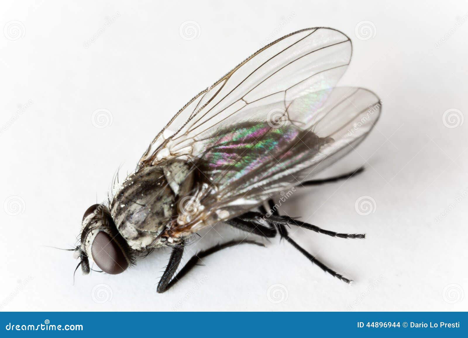 Macro de una mosca muerta foto de archivo. Imagen de pierna - 44896944