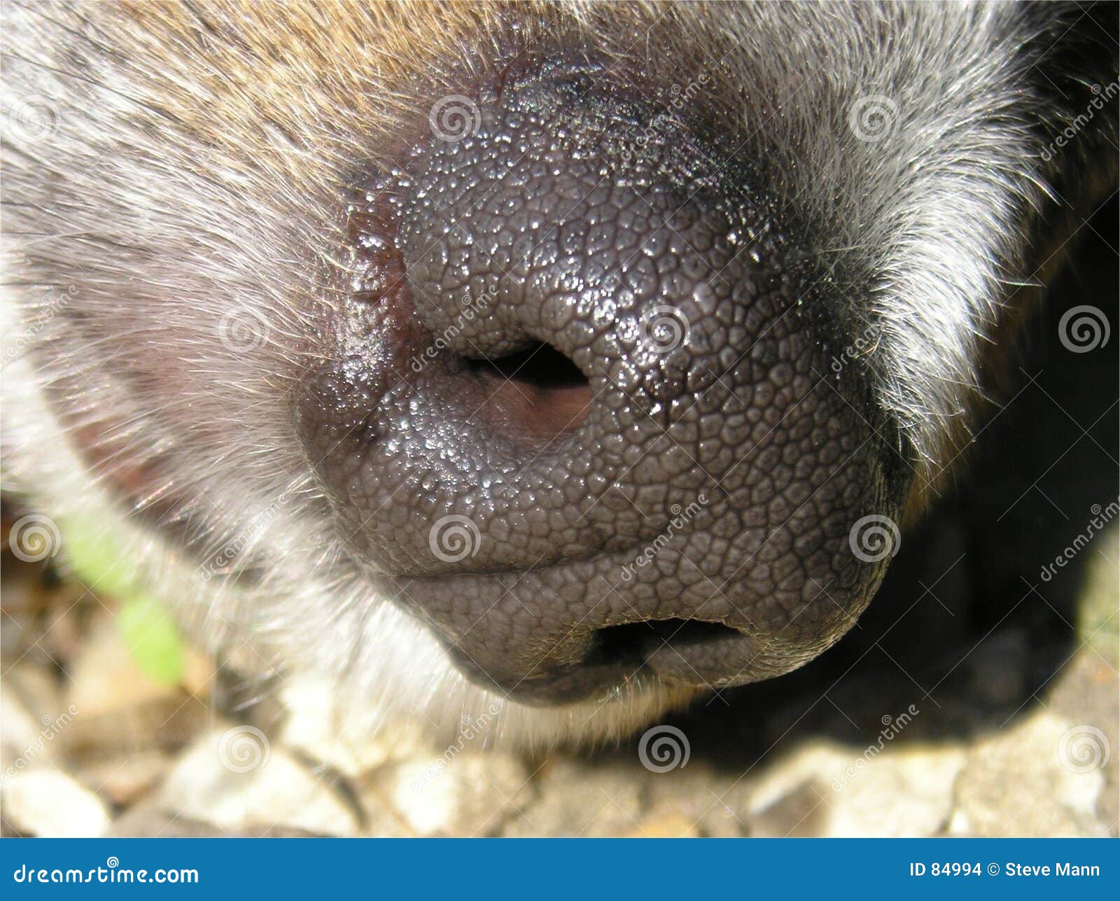 Macro De Una Nariz De Perro. Foto de archivo - Imagen de nariz, células ...