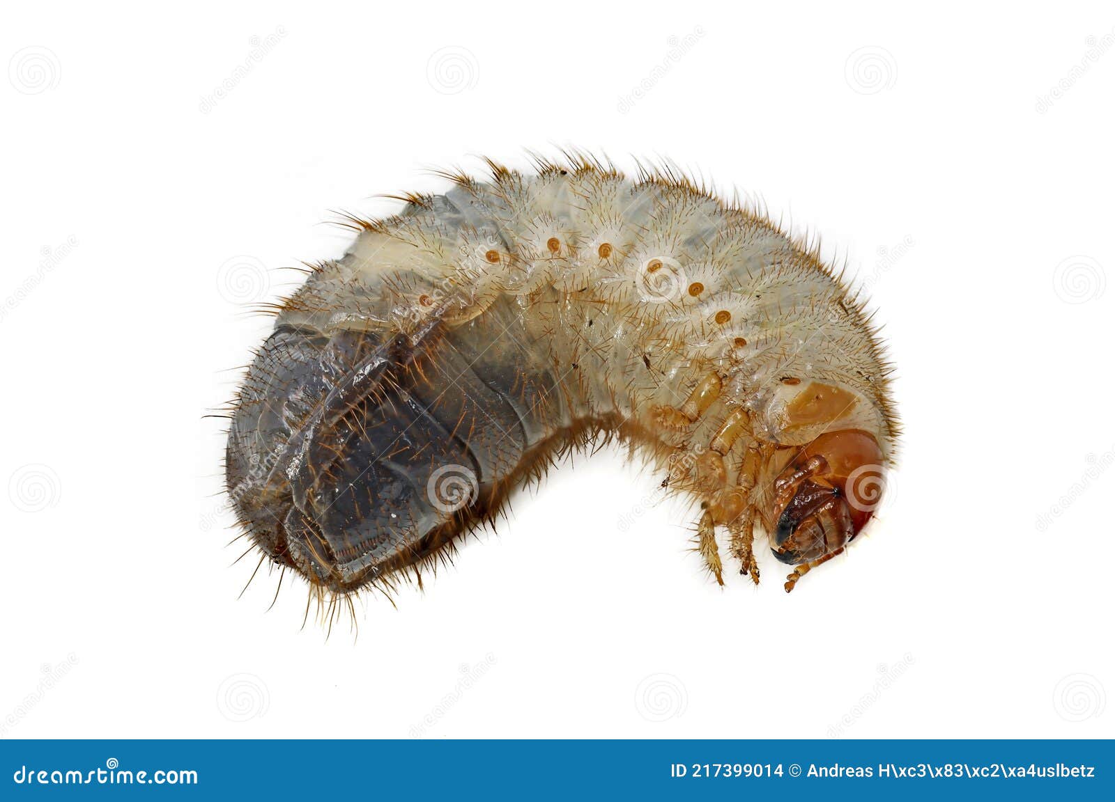 Macro De Ver Blanc Isolée Sur Fond Blanc Photo stock - Image du ...