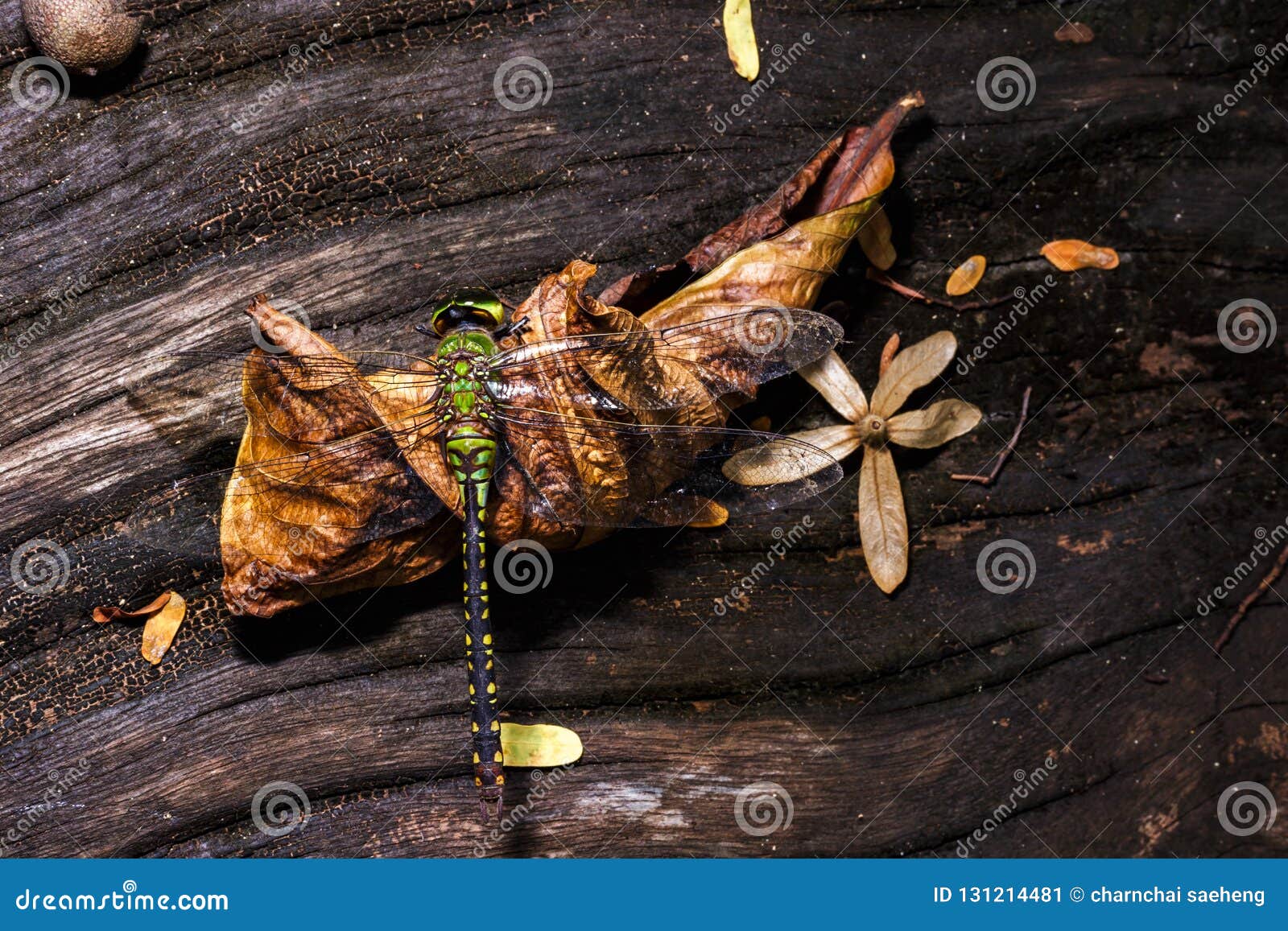 Macro Dead Dragonfly on Dead Left. Stock Image - Image of natural ...