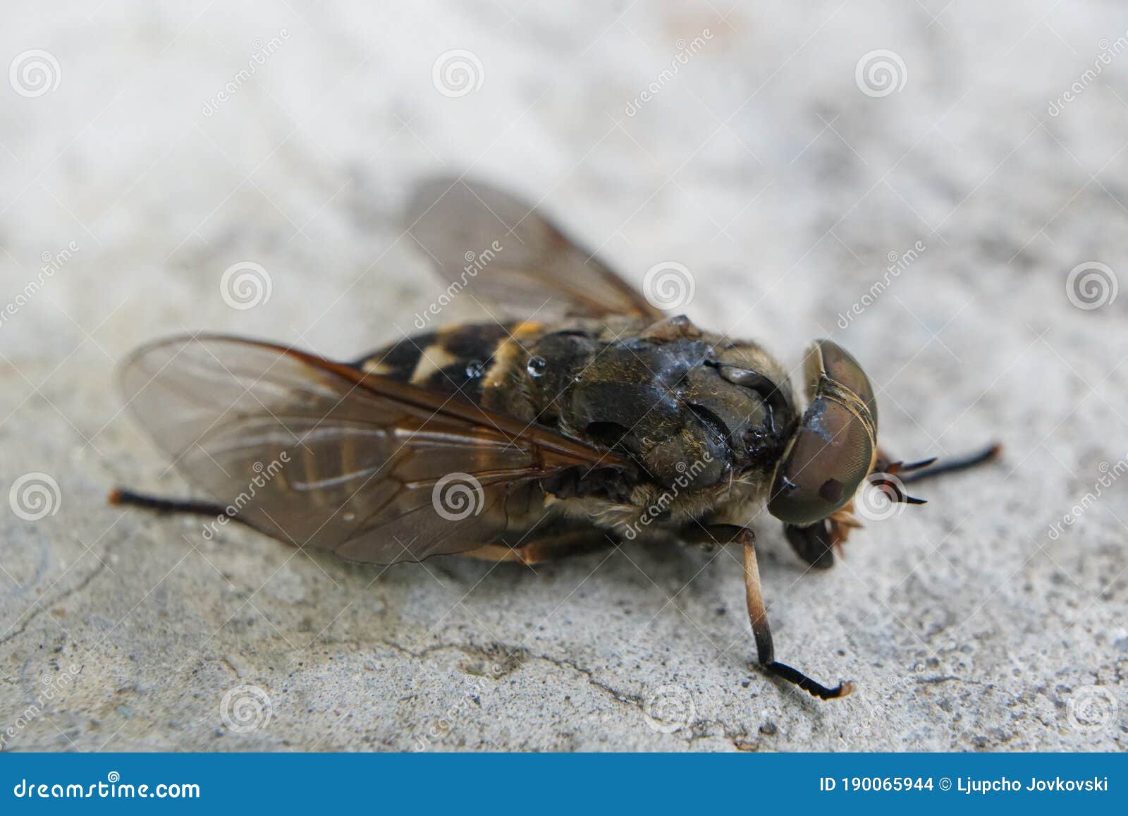 Macro of Dead Flies or Fly Insect. Dead Fly in Macro with Big Br Stock ...