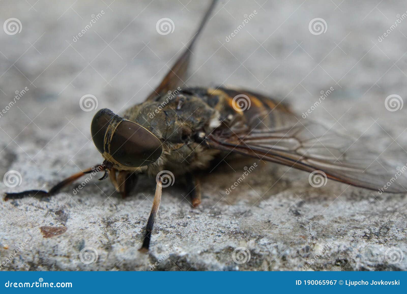 Macro of Dead Flies or Fly Insect. Dead Fly in Macro with Big Br Stock ...