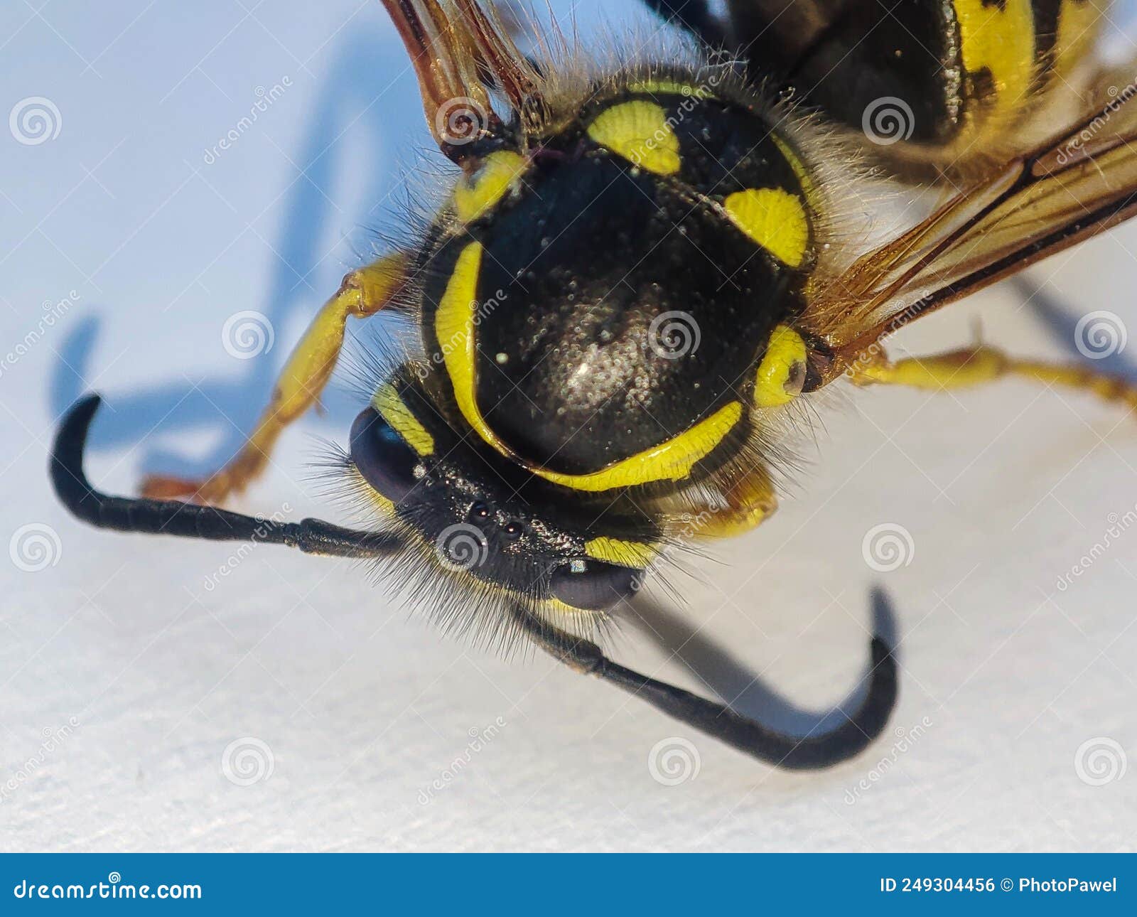Macro Dead Wasp. Dead Animal. Yellow Insect Closeup Background Stock ...