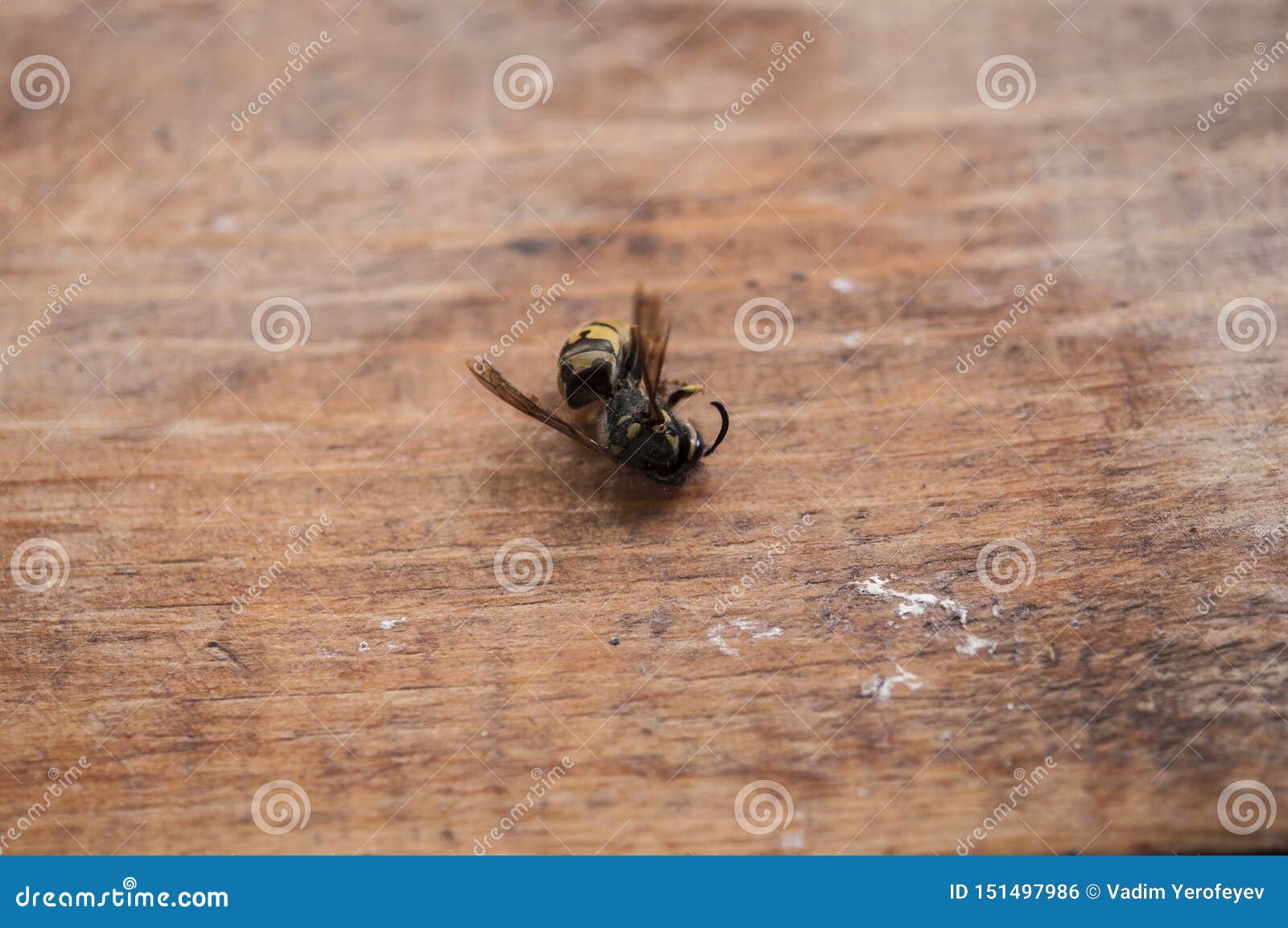 Dead Wasp Royalty-Free Stock Photography | CartoonDealer.com #215717