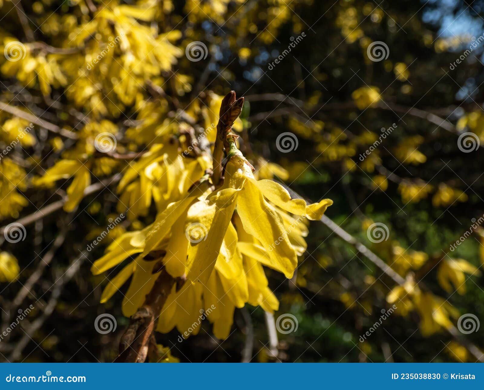 Macro of Deciduous Shrub the Easter Tree Forsythia in Full Bloom with ...