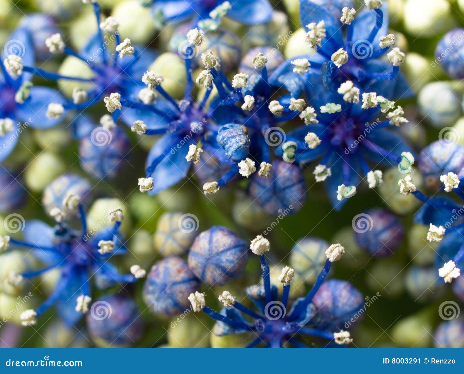 Macro of a Deep Blue Hydrangea Stock Image - Image of style, close: 8003291