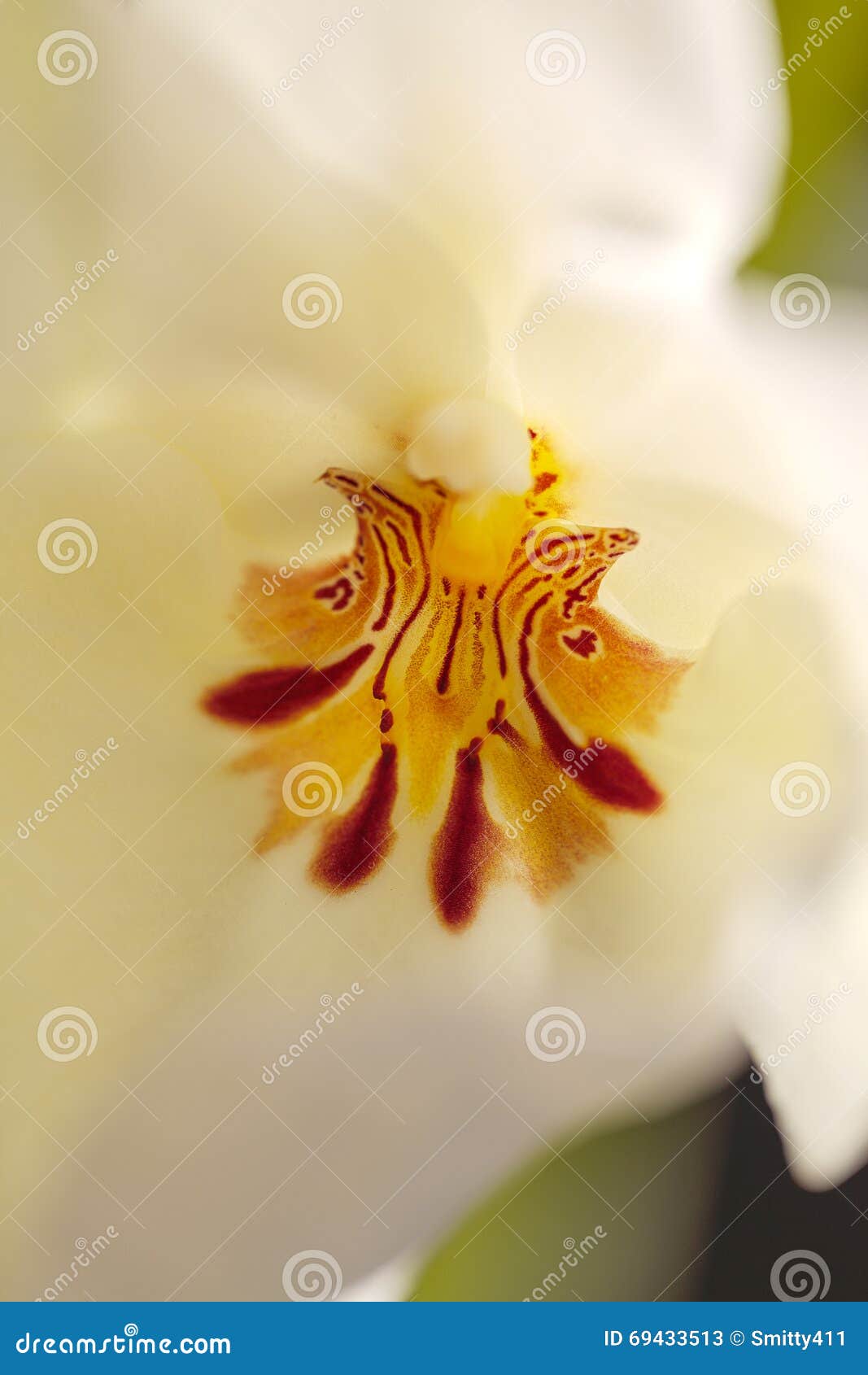Macro of the Deep Red Pattern on a White Pansy Orchid Stock Image ...