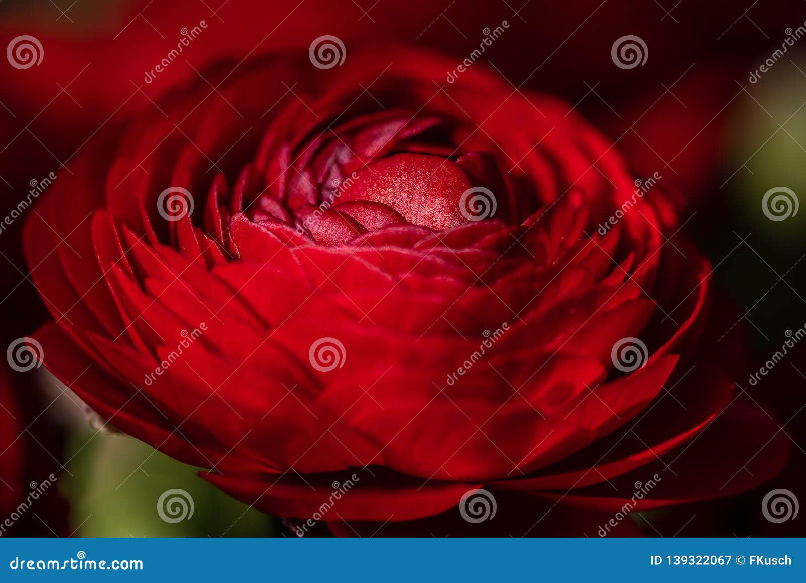 Macro of a Deep Red Ranunculus Stock Image - Image of nature ...