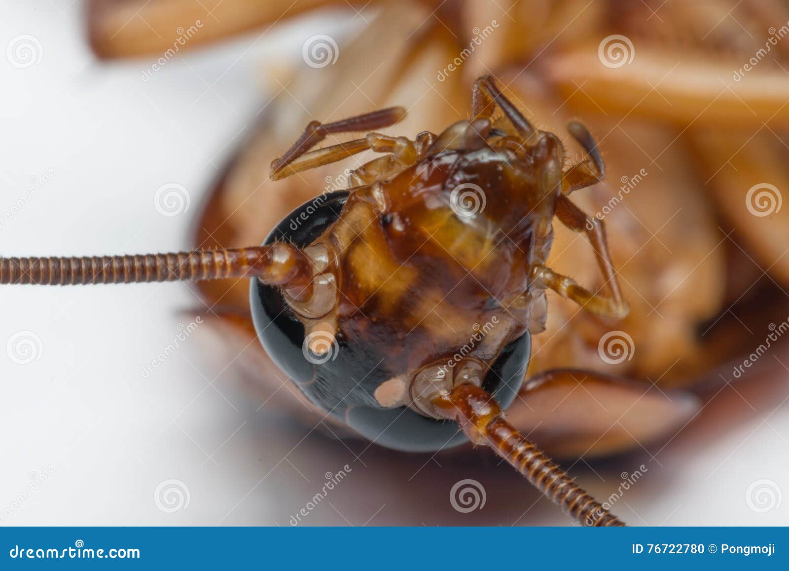 Macro Degli Insetti Della Blatta Dell'ordine Blattodea Fotografia Stock ...