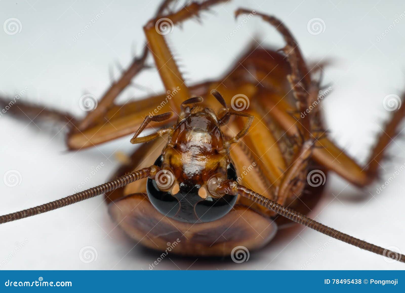 Macro Degli Insetti Della Blatta Dell'ordine Blattodea Fotografia Stock ...