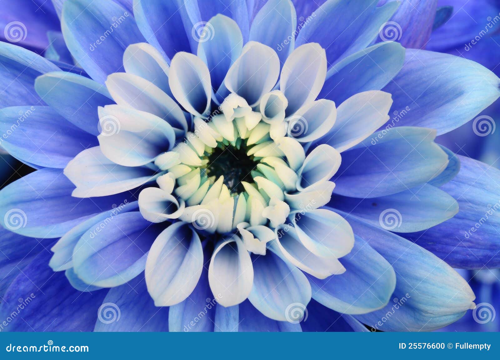 Macro Del Aster Azul De La Flor Foto de archivo - Imagen de pistilo ...