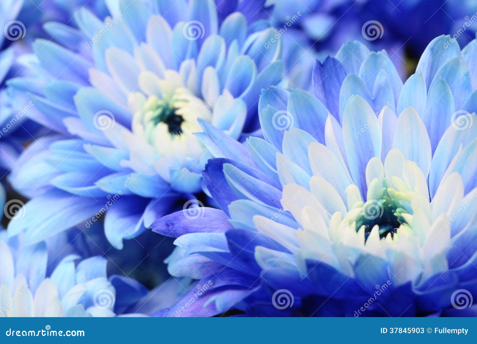 Macro Del Aster Azul De La Flor Imagen de archivo - Imagen de fondo ...