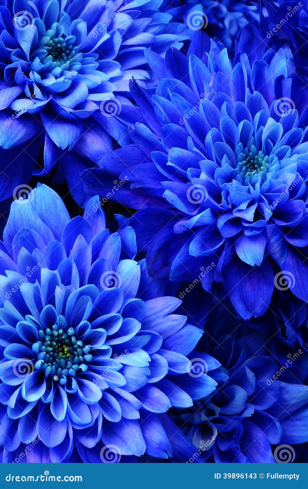 Macro Del Aster Azul De La Flor Imagen de archivo - Imagen de pétalos ...