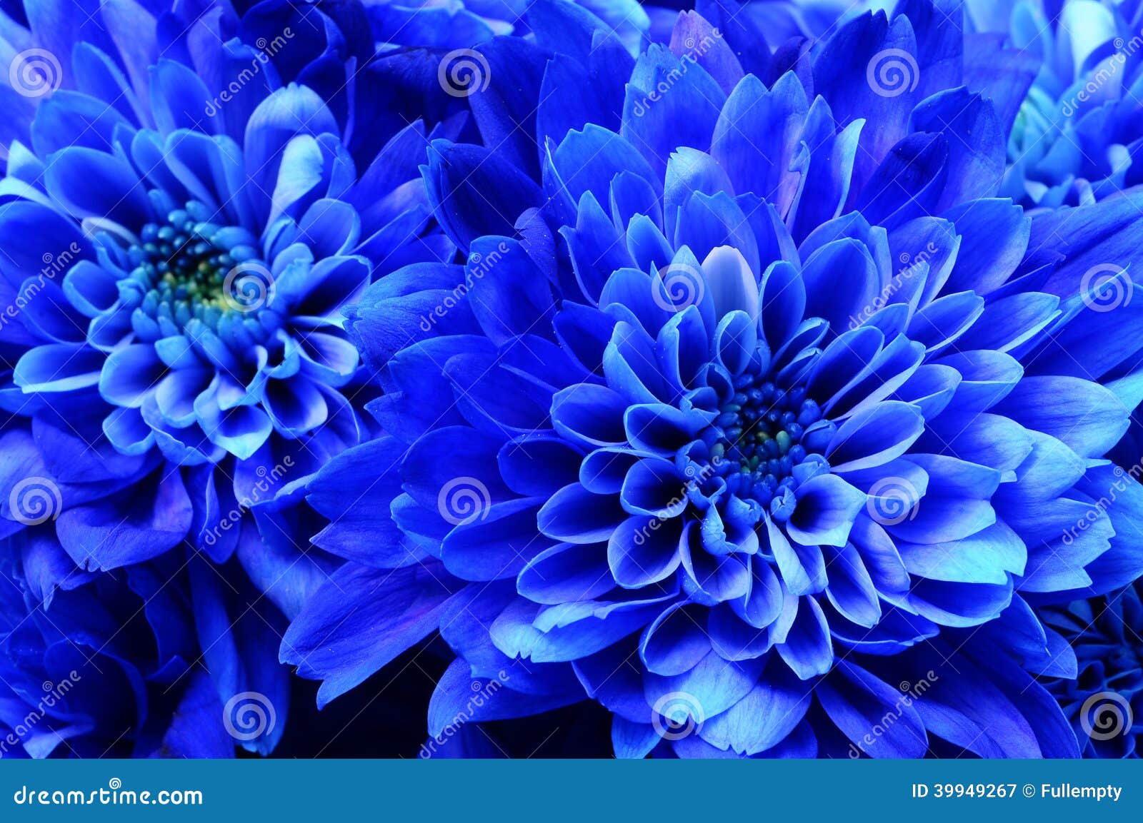Macro Del Aster Azul De La Flor Imagen de archivo - Imagen de macro ...