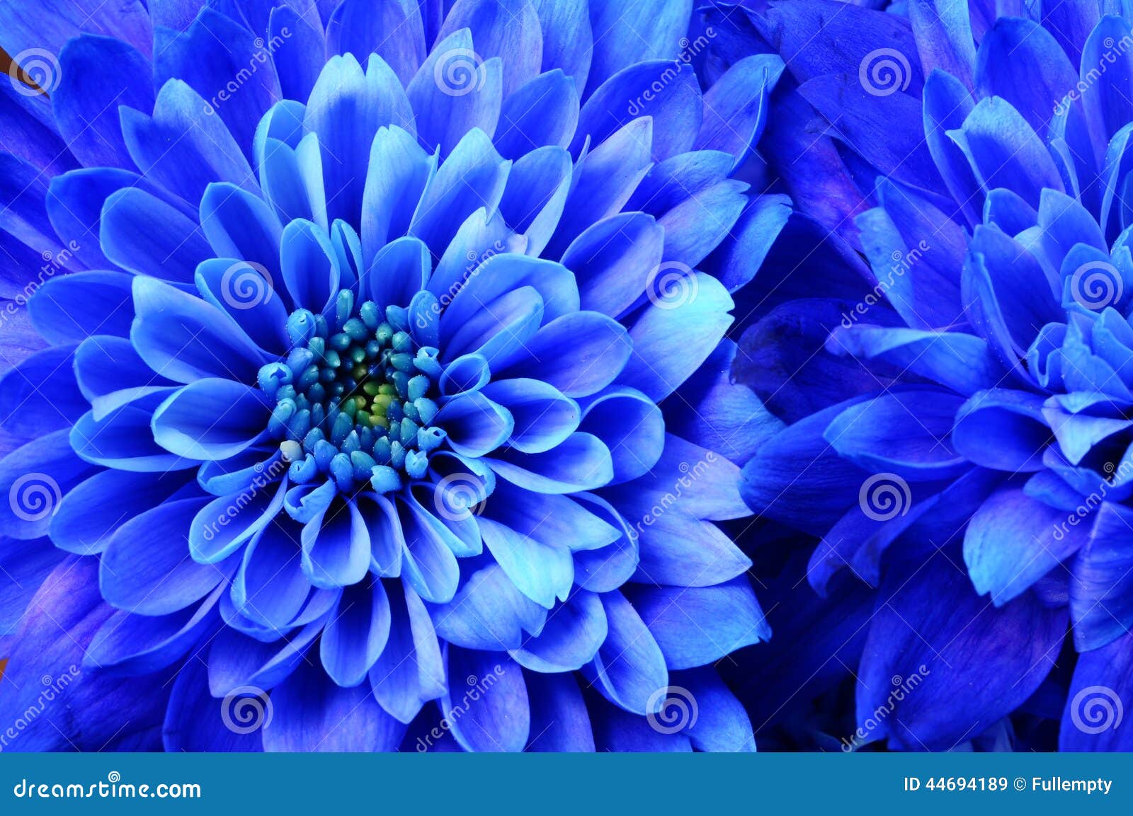 Macro Del Aster Azul De La Flor Imagen de archivo - Imagen de aster ...