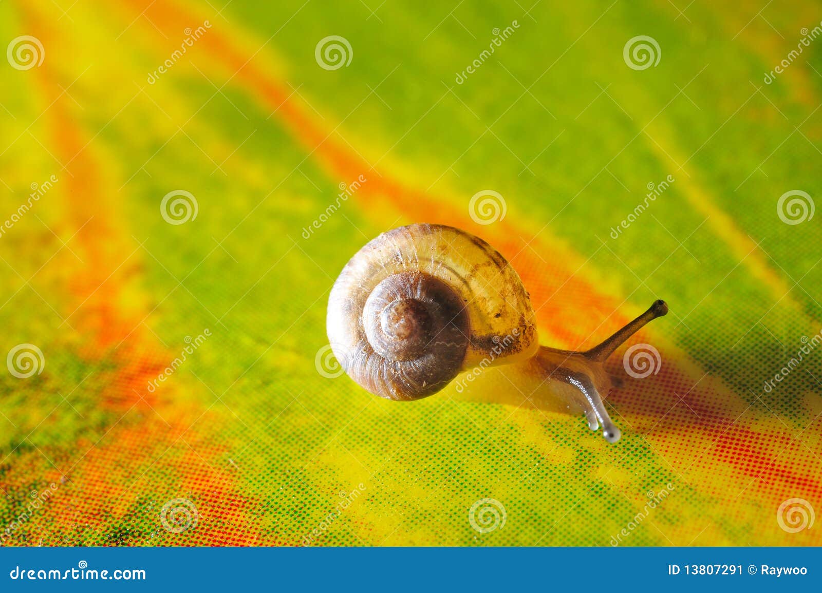 Macro del caracol imagen de archivo. Imagen de detalle - 13807291