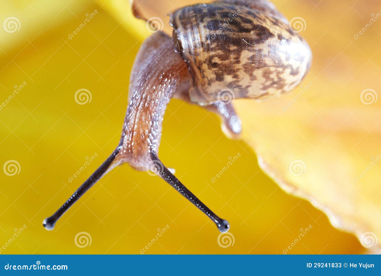 Macro del caracol imagen de archivo. Imagen de imagen - 29241833