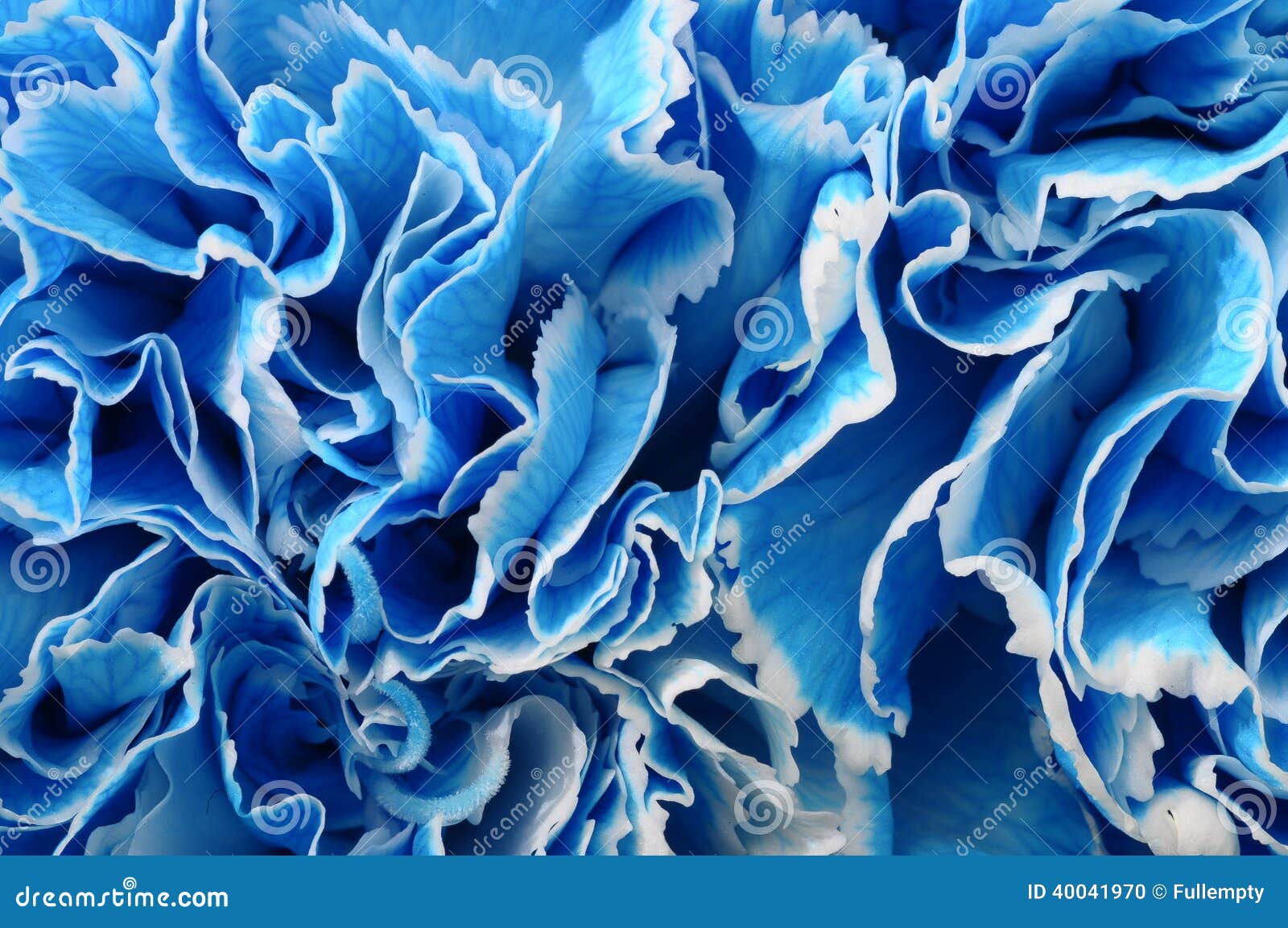 Macro Del Clavel Azul De La Flor Foto de archivo - Imagen de clavel ...