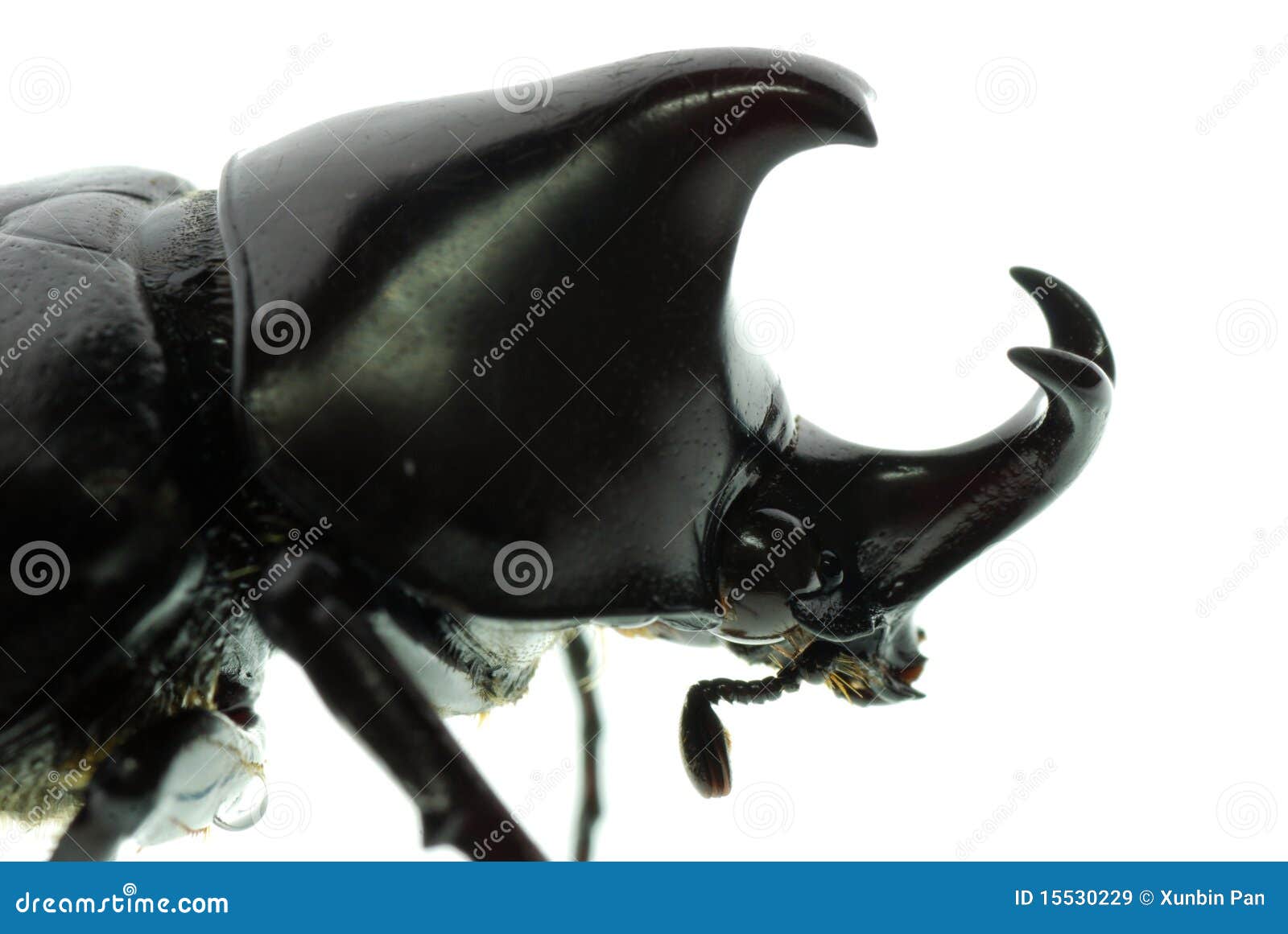 Macro Del Escarabajo De Rinoceronte Imagen de archivo - Imagen de ...