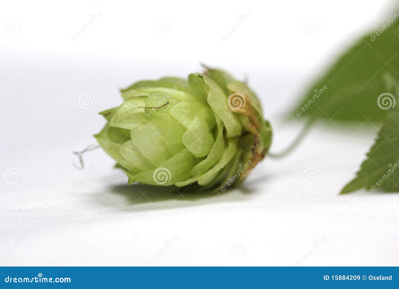 Macro Del Fiore Dei Luppoli Immagine Stock - Immagine di spazio ...