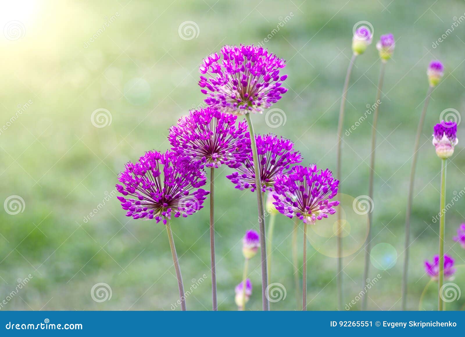 Macro Del Fiore Dell'allium Immagine Stock - Immagine di orticoltura ...