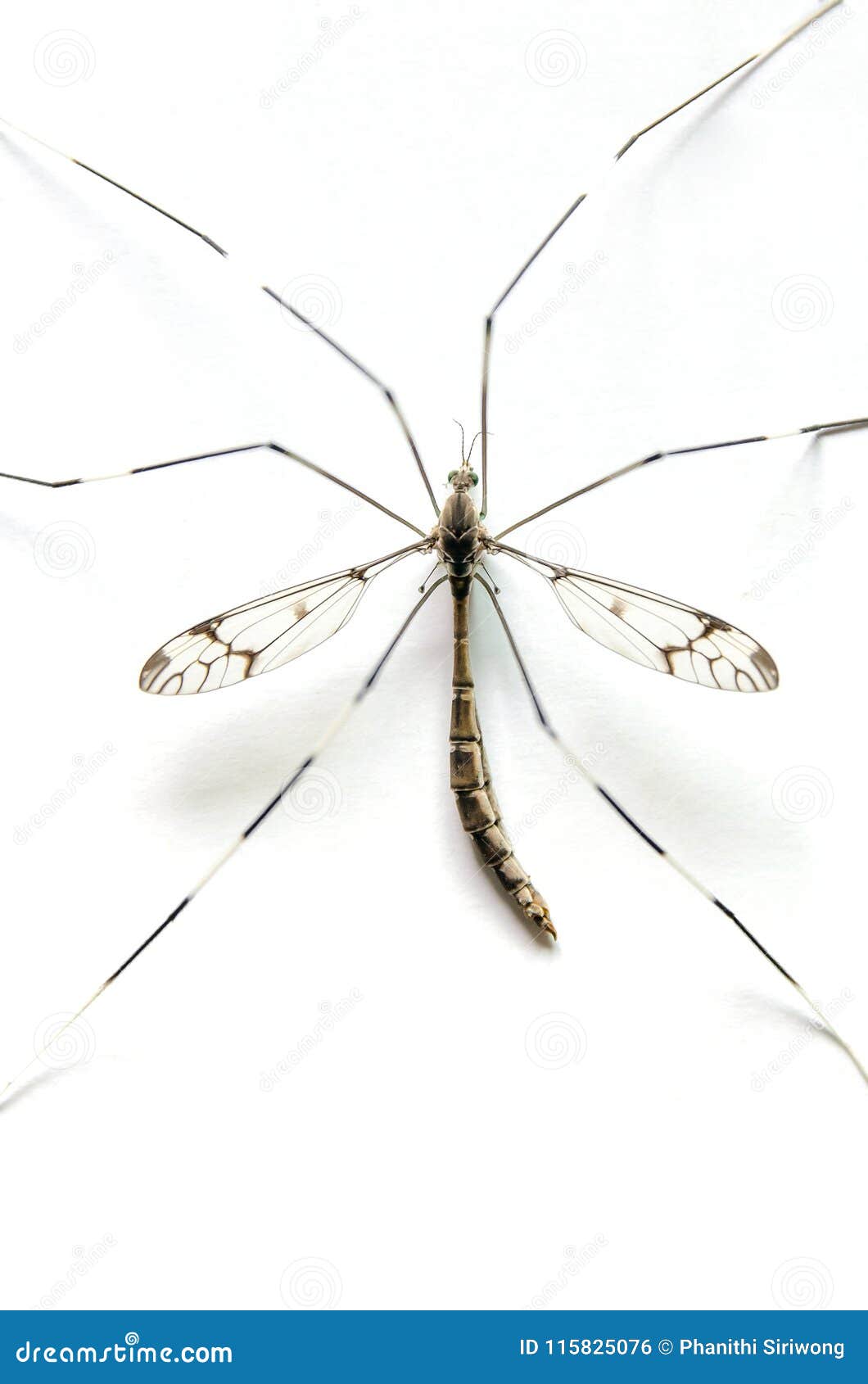 Macro Del Mosquito En El Fondo Blanco Foto de archivo - Imagen de ...