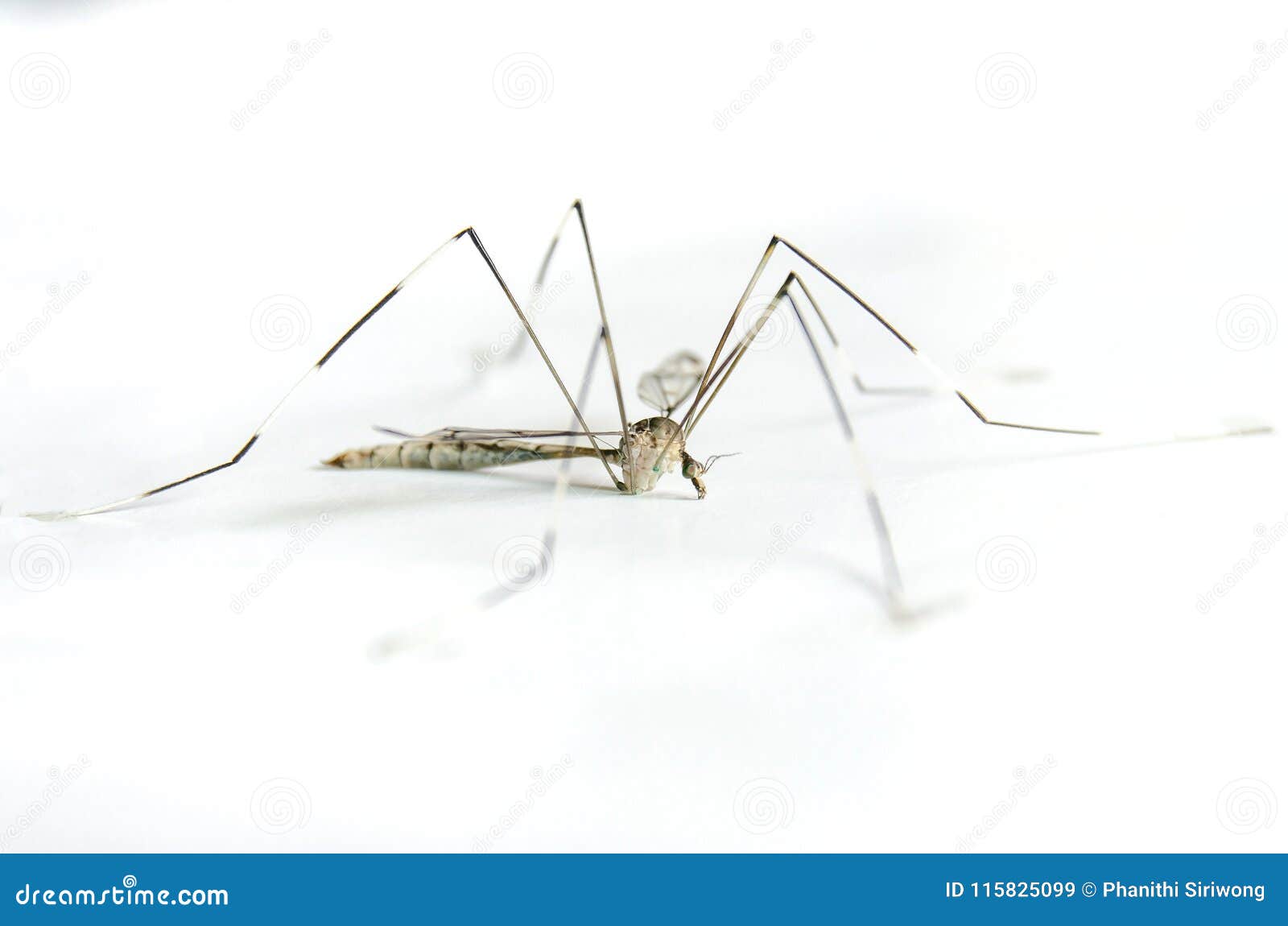 Macro Del Mosquito En El Fondo Blanco Imagen de archivo - Imagen de ...