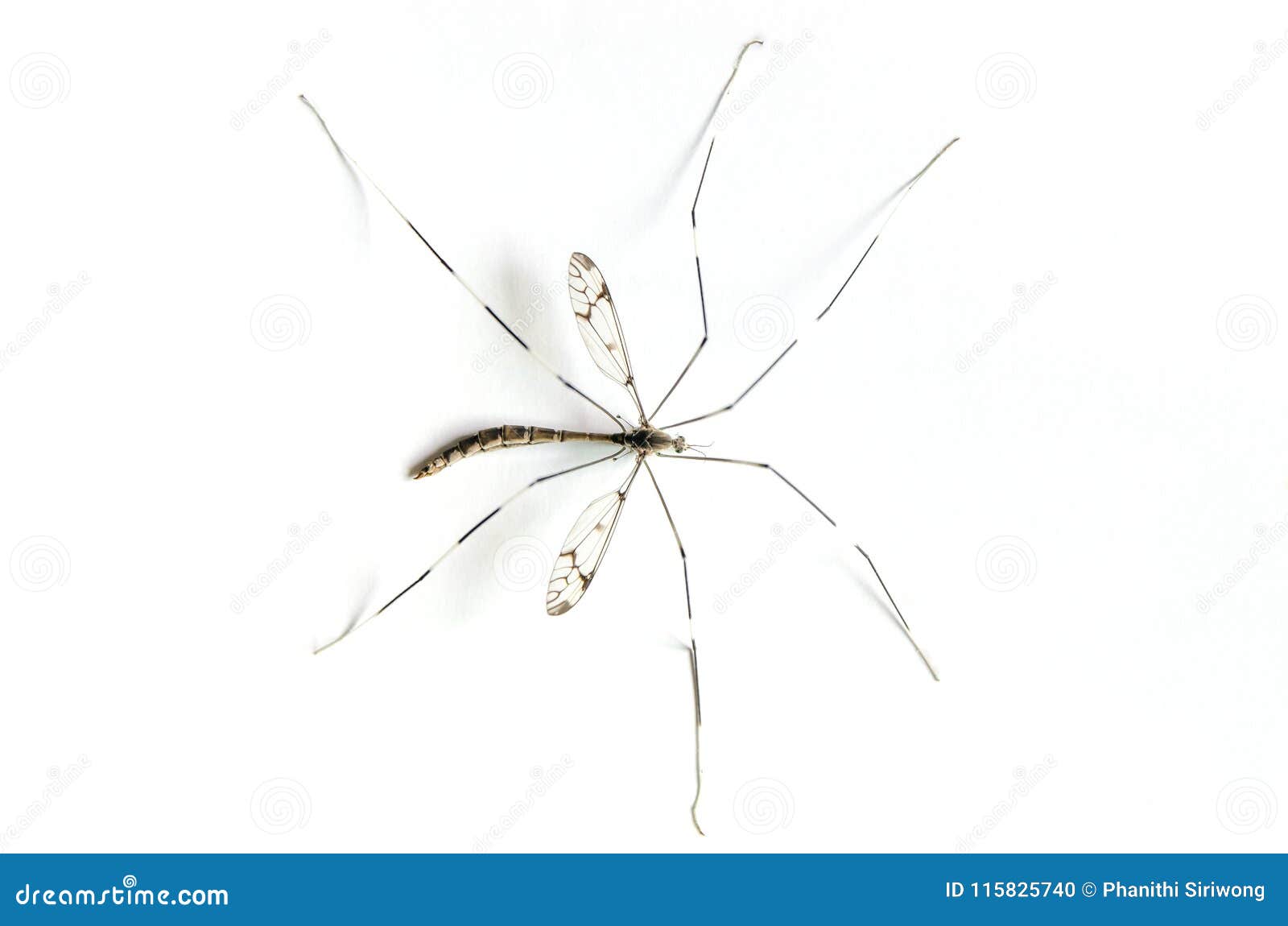 Macro Del Mosquito En El Fondo Blanco Foto de archivo - Imagen de ...