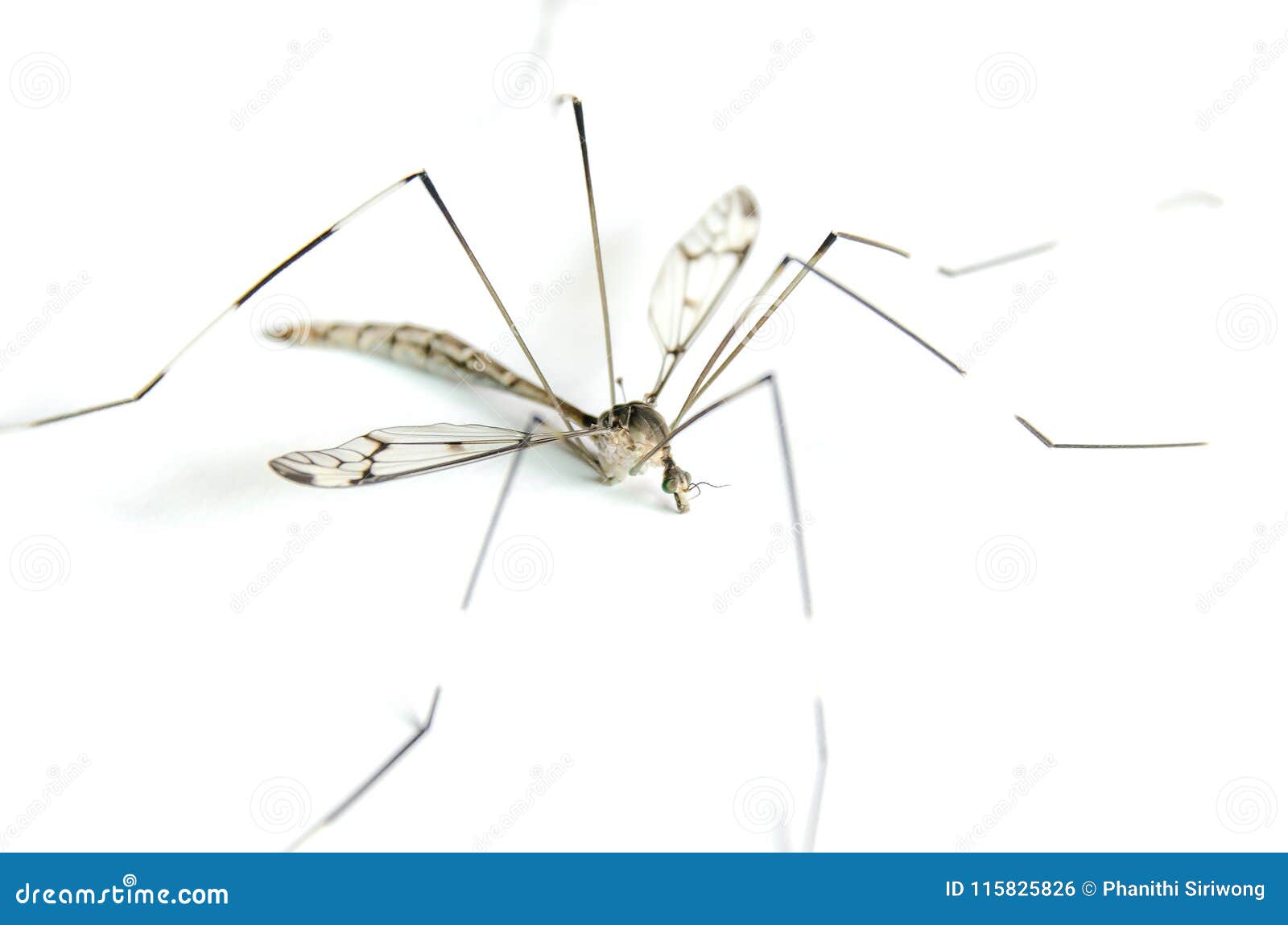 Macro Del Mosquito En El Fondo Blanco Foto de archivo - Imagen de ...