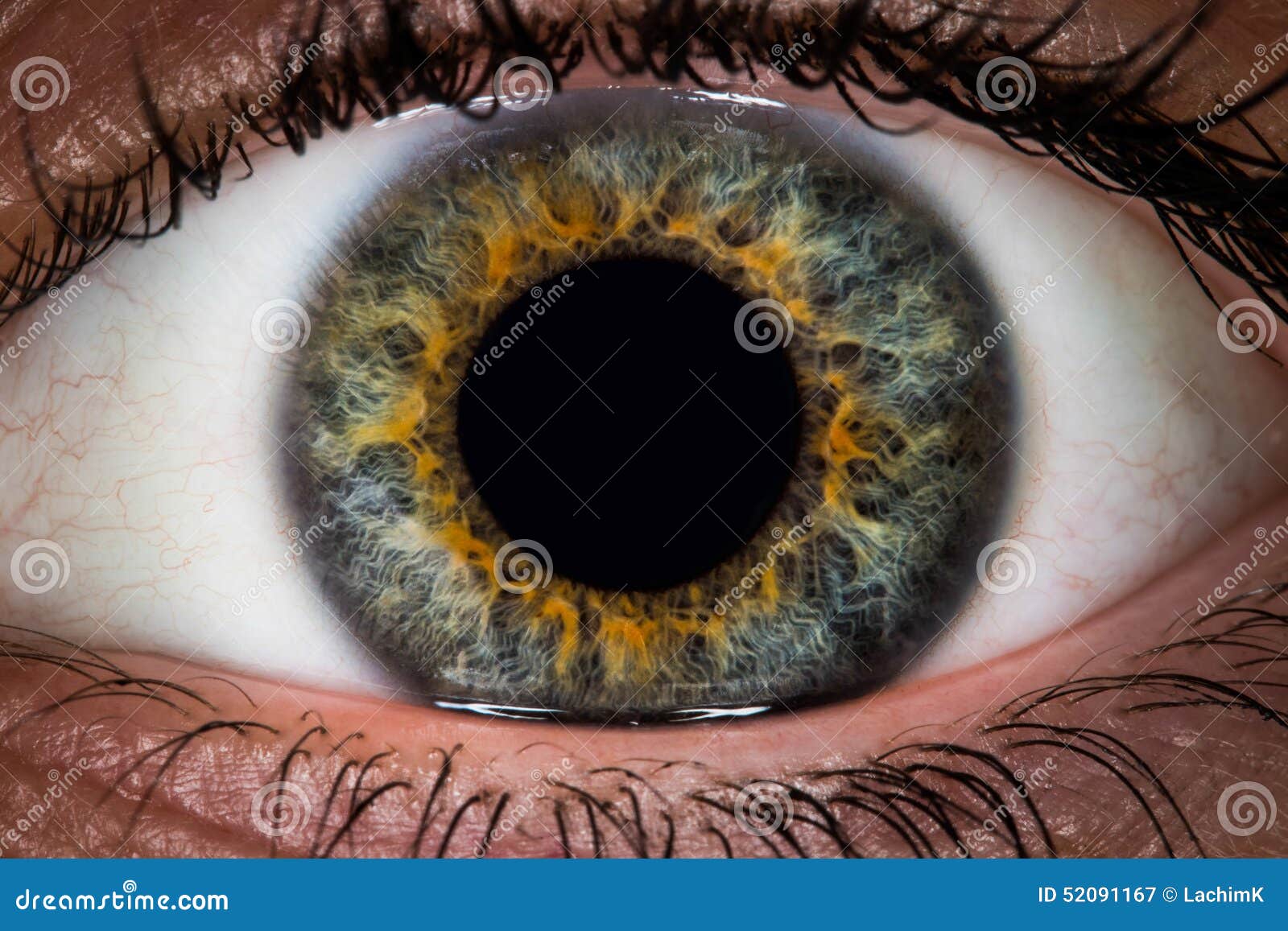 Macro del ojo imagen de archivo. Imagen de diafragma - 52091167