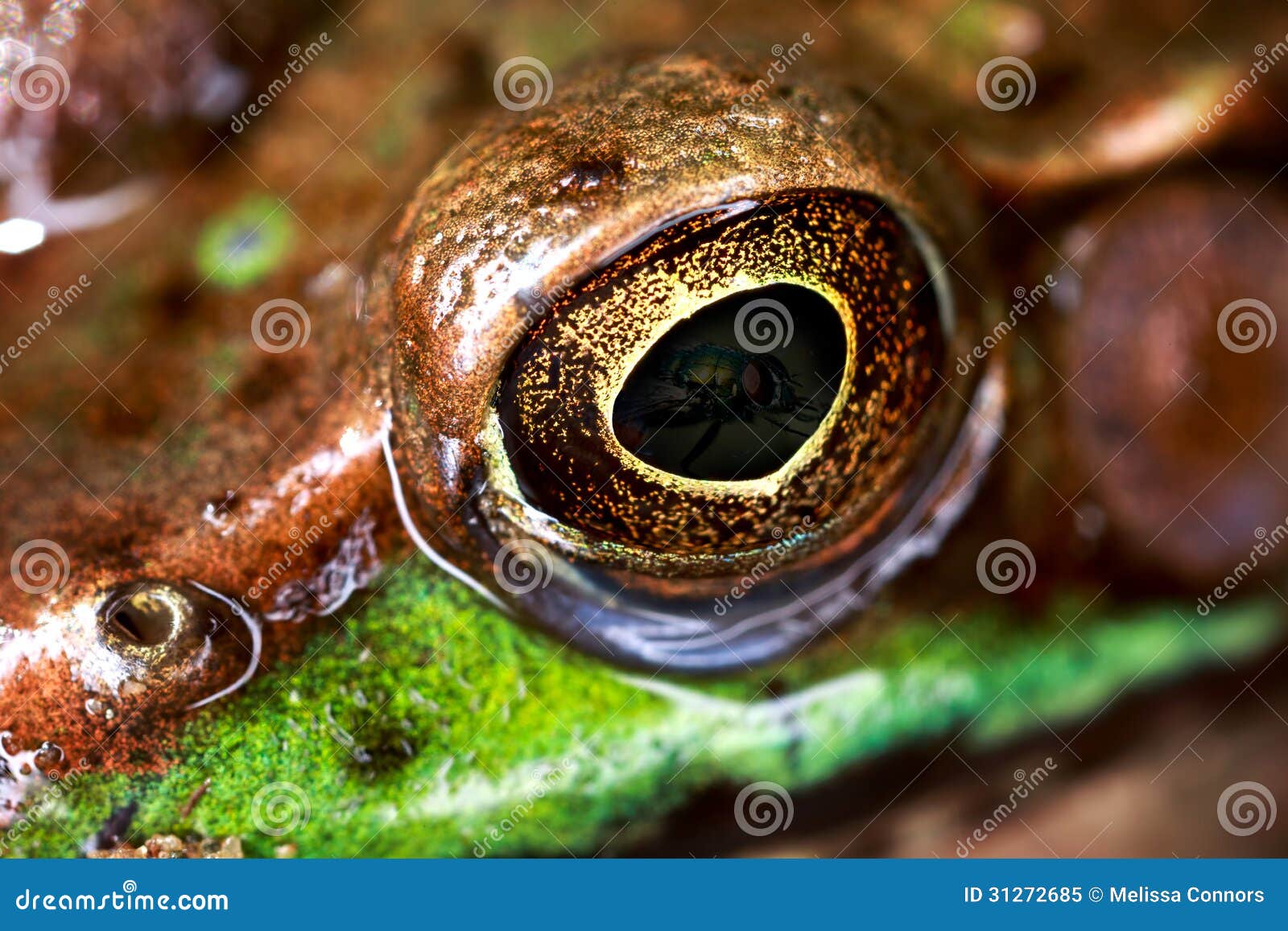 Macro del ojo de la rana imagen de archivo. Imagen de insecto - 31272685