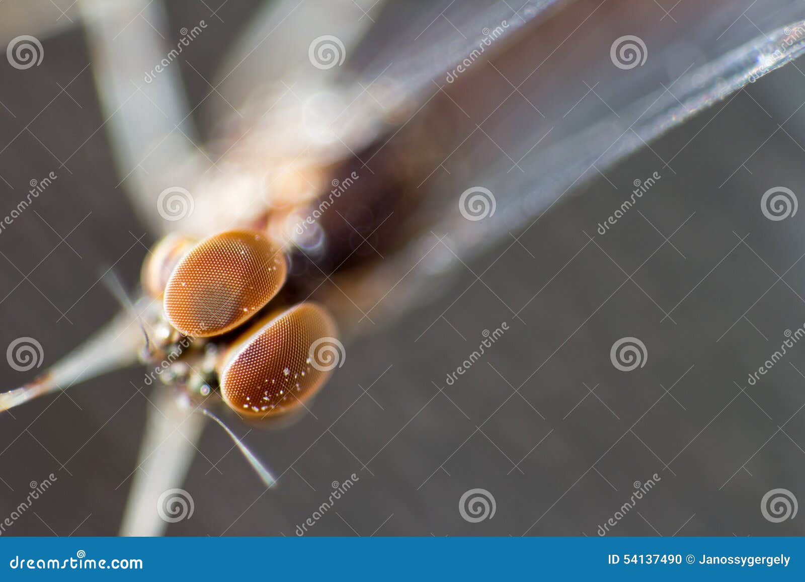 Macro del ojo del insecto foto de archivo. Imagen de coleta - 54137490