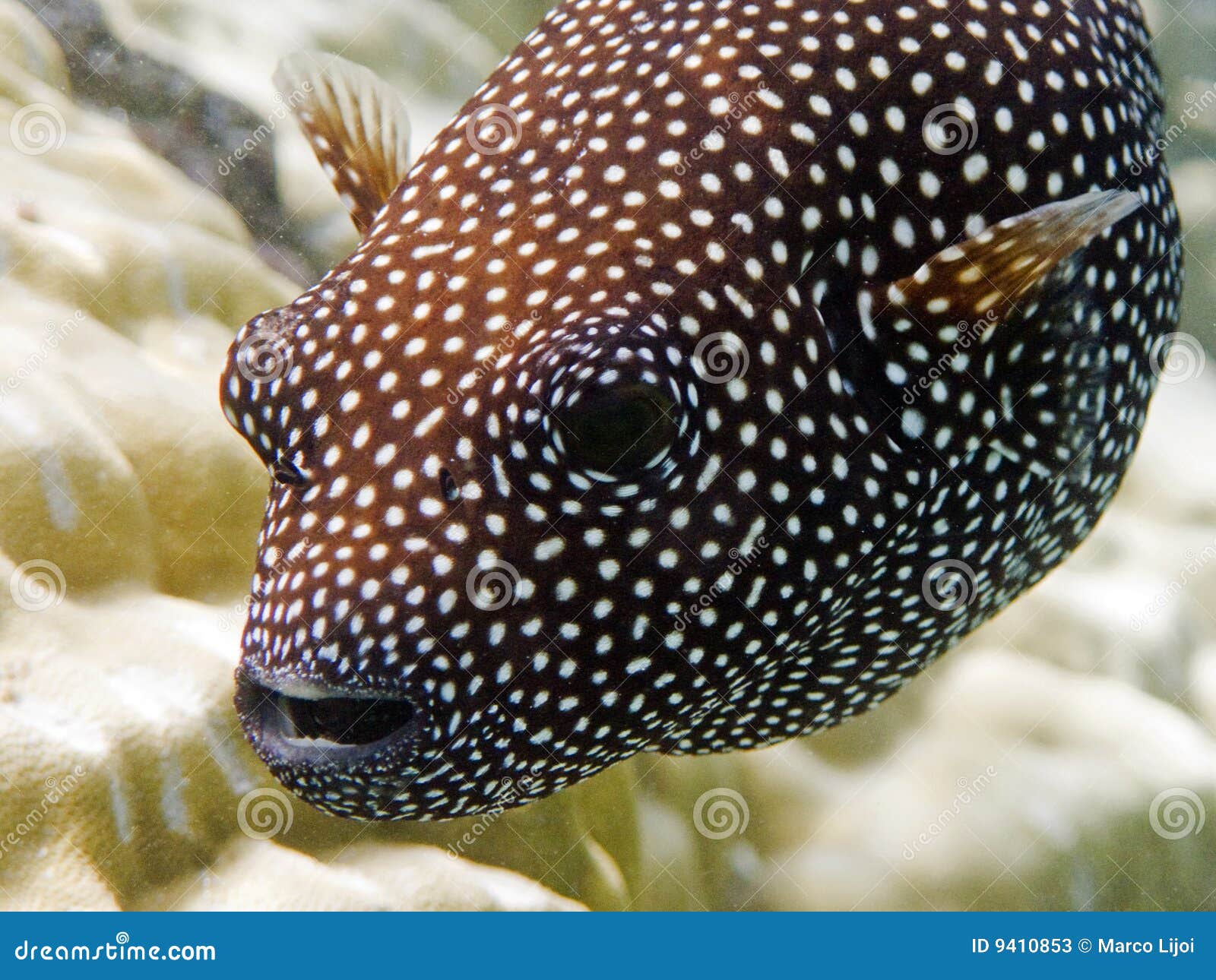 Macro Del Pesce Palla Di Guineafowl Immagine Stock - Immagine di mare ...