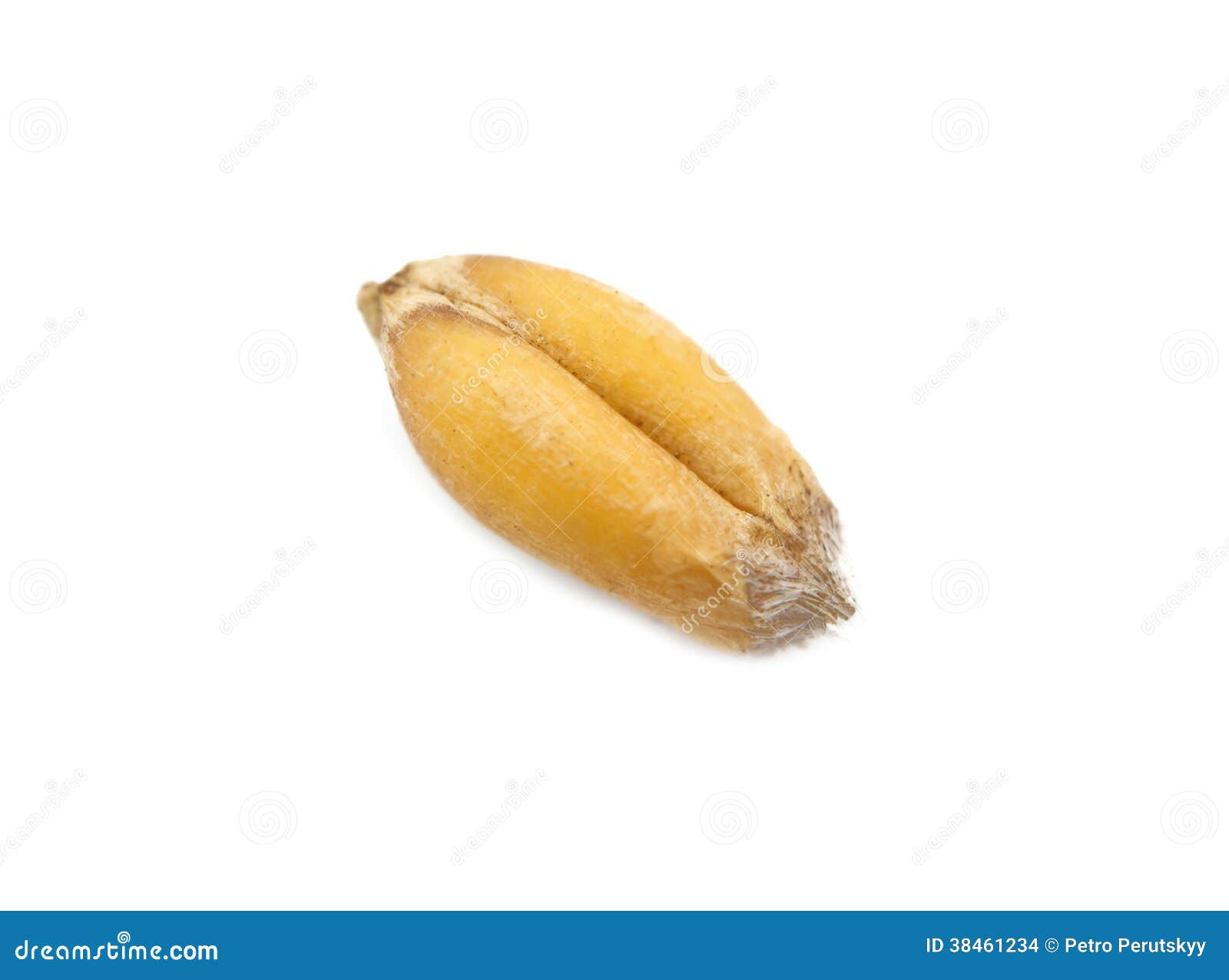 Macro del seme del grano fotografia stock. Immagine di sfondo - 38461234