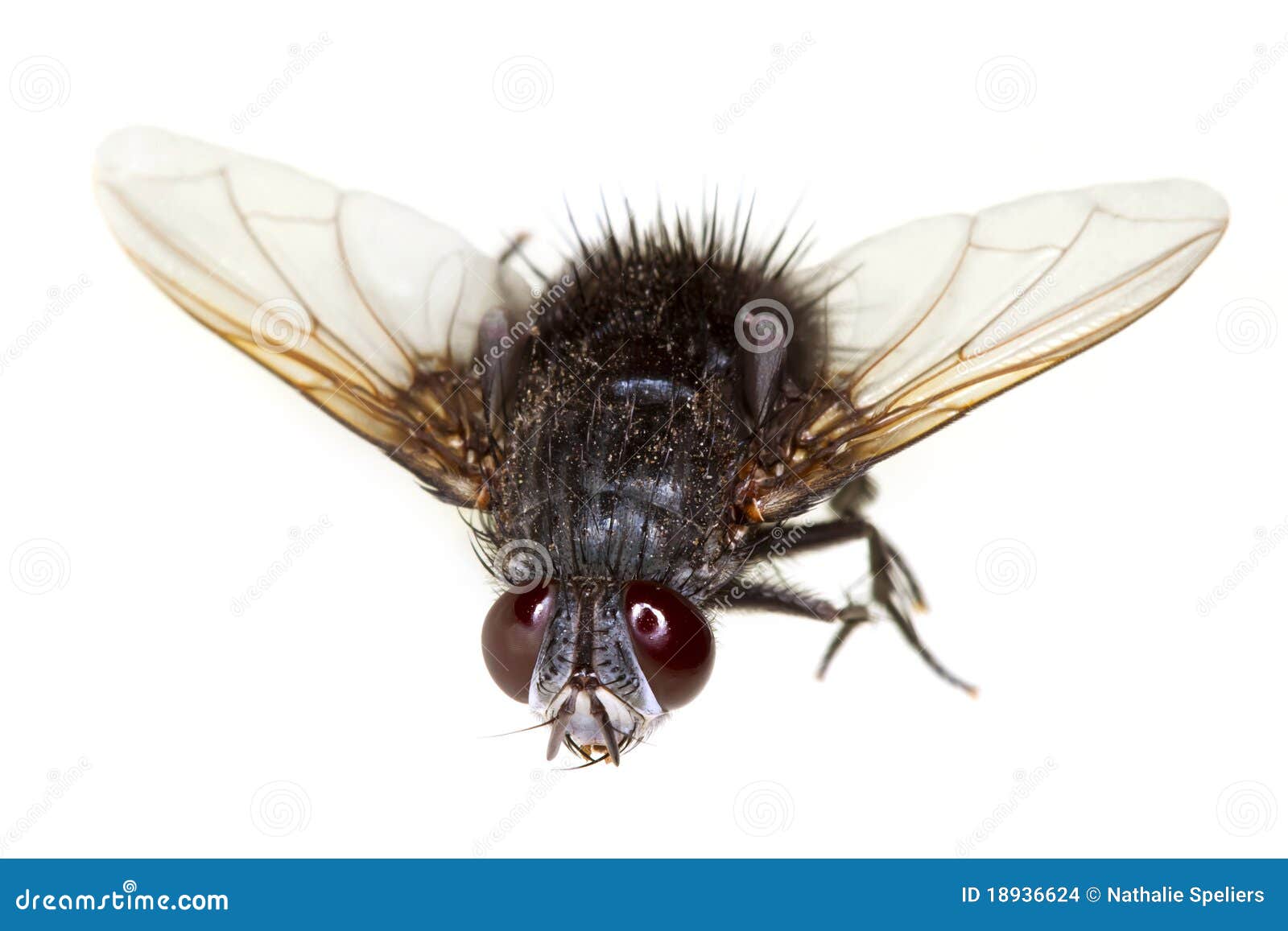 Macro del tábano foto de archivo. Imagen de mosca, atrapado - 18936624