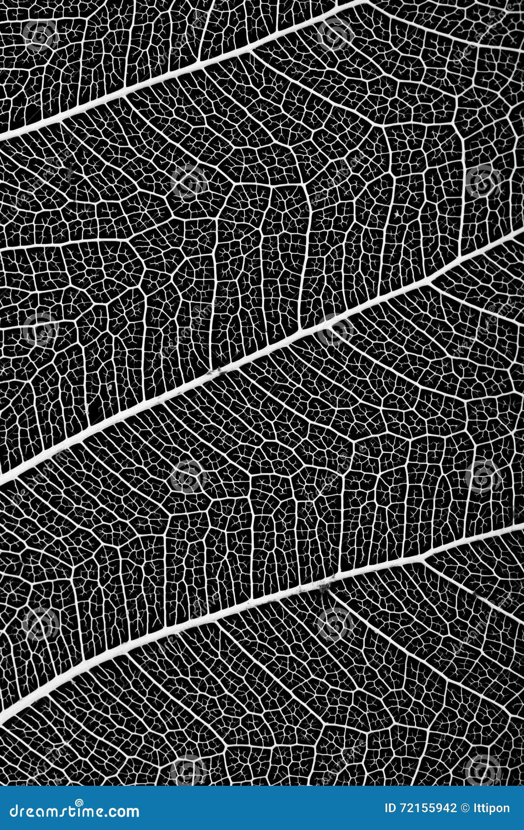 Leaf Cell Structure Stock Photo | CartoonDealer.com #114872706