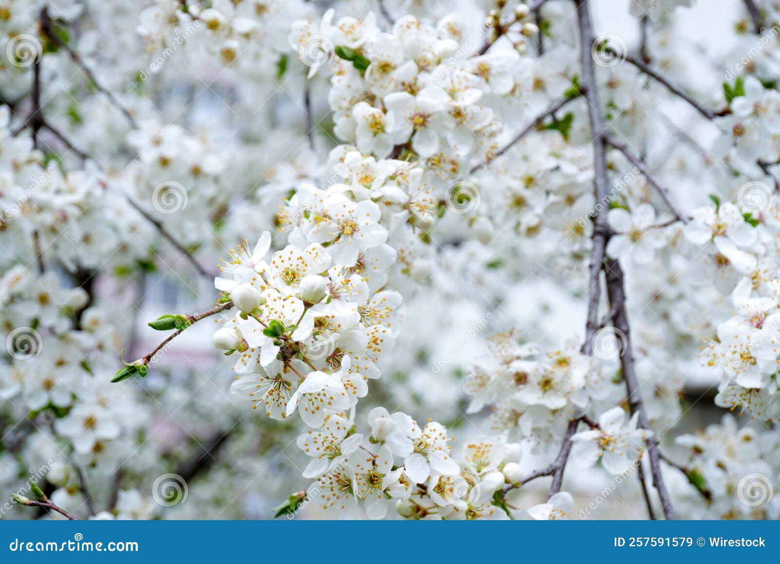 Macro of Delicate Spring Flowers, Cherry Blossom Stock Image - Image of ...
