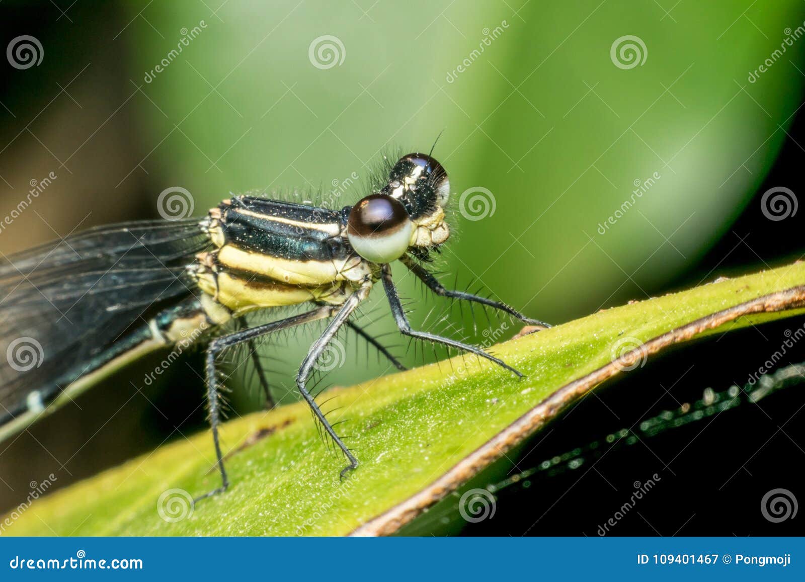 Macro Dell'insetto Della Libellula Nel Giallo E Nel Nero Immagine Stock ...