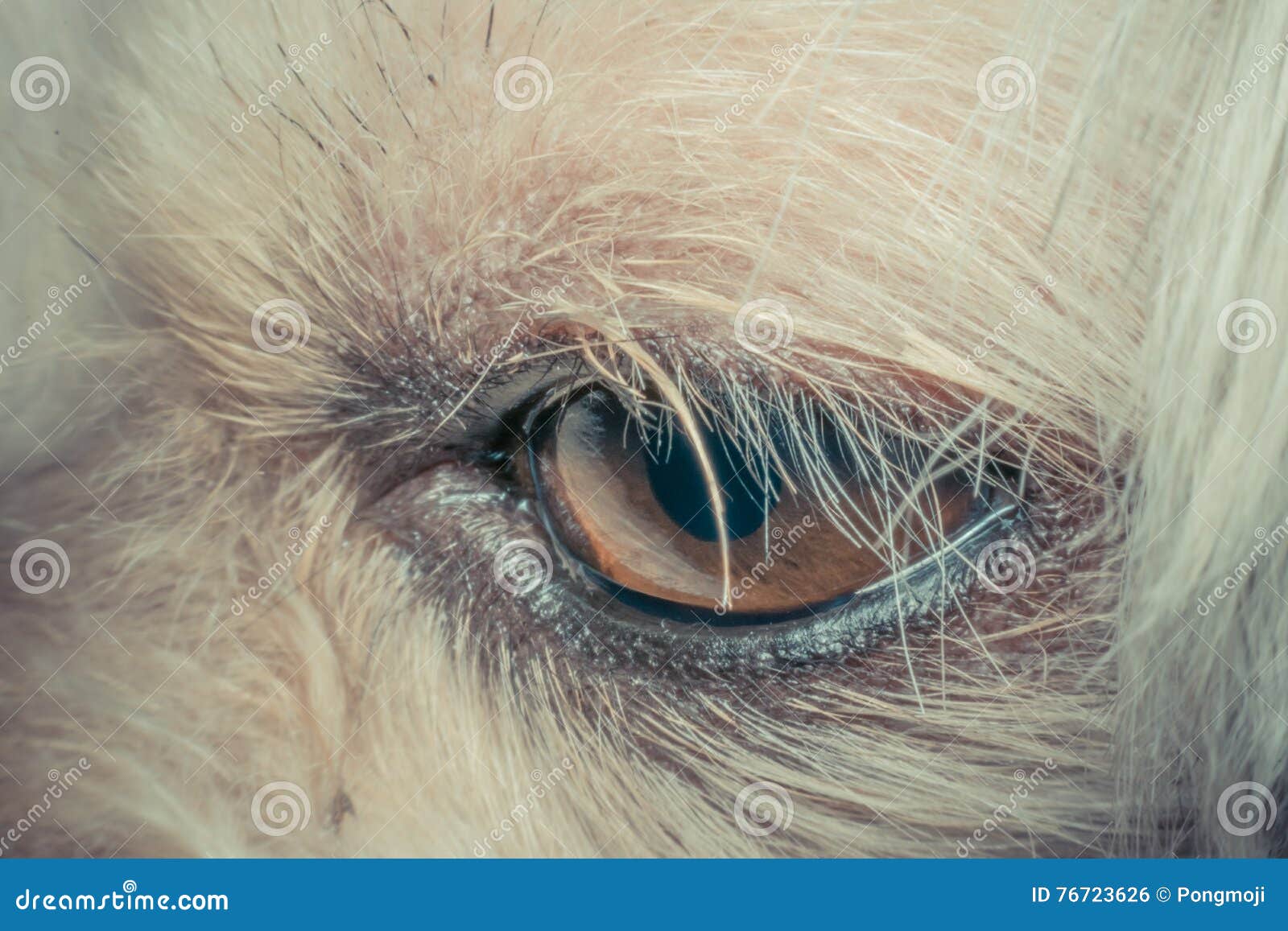 Macro dell'occhio del cane fotografia stock. Immagine di particolare ...