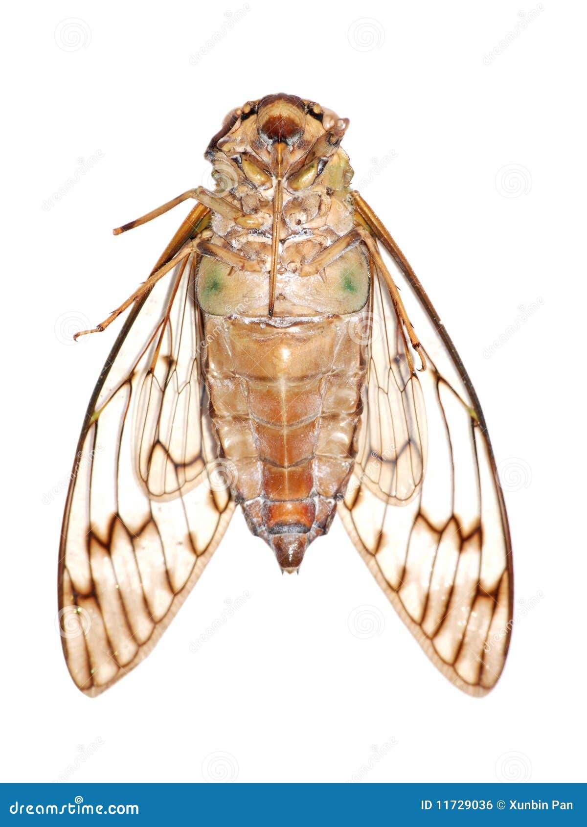 Macro Della Cicala Dell'insetto Fotografia Stock - Immagine di annuale ...