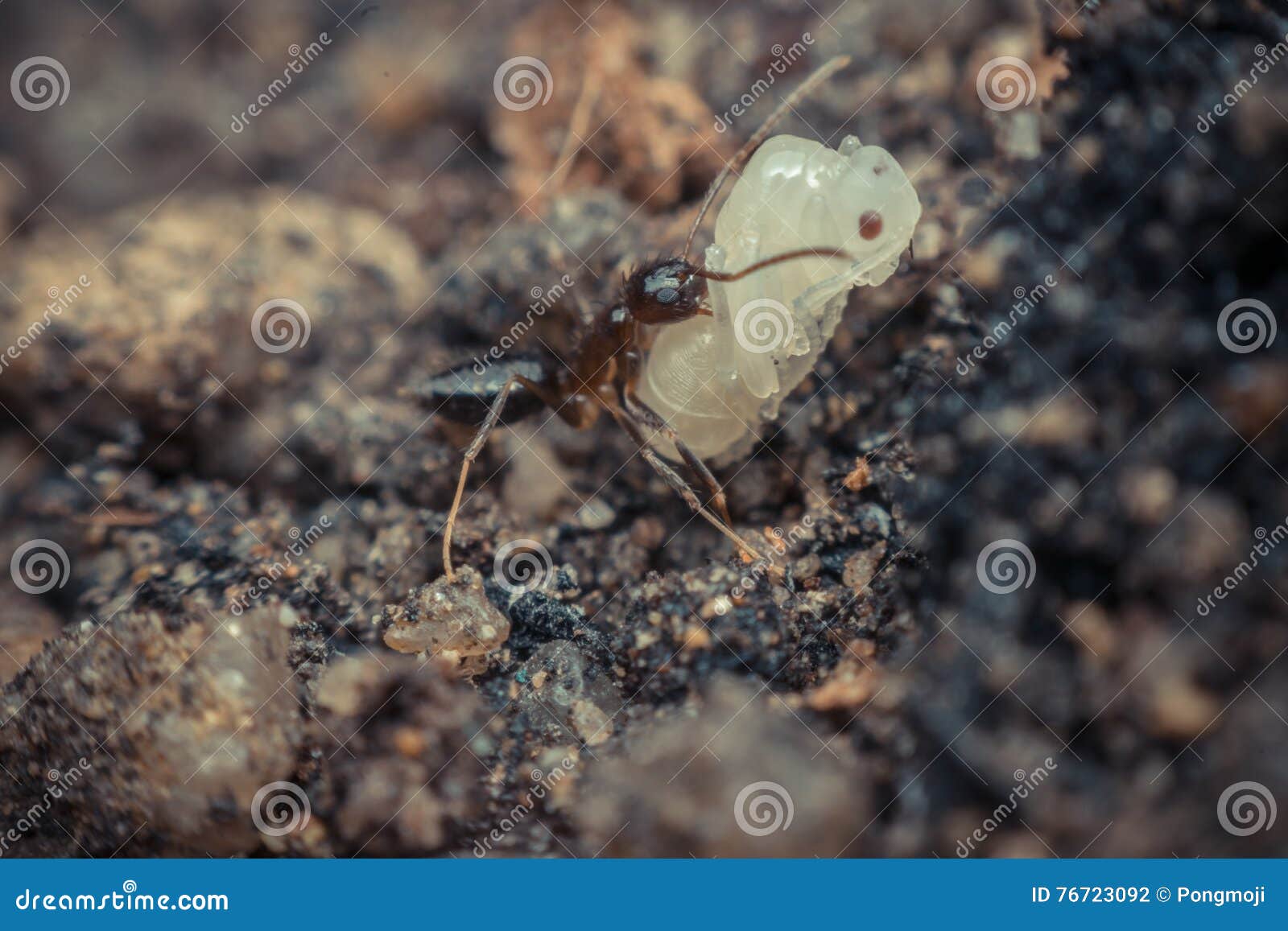 Macro Della Formica Del Nero Dell'insetto Fotografia Stock - Immagine ...