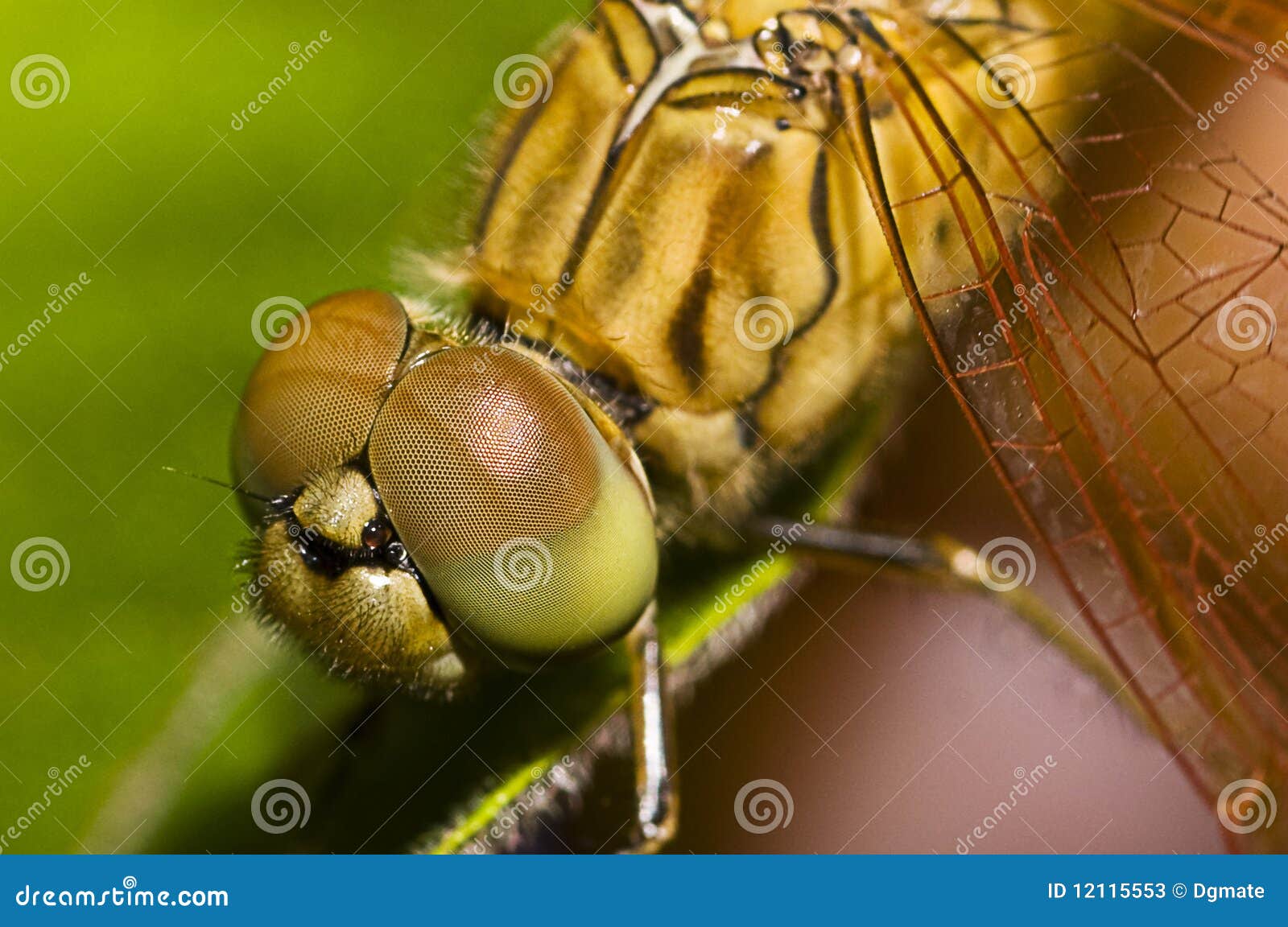 Macro della libellula immagine stock. Immagine di colpo - 12115553