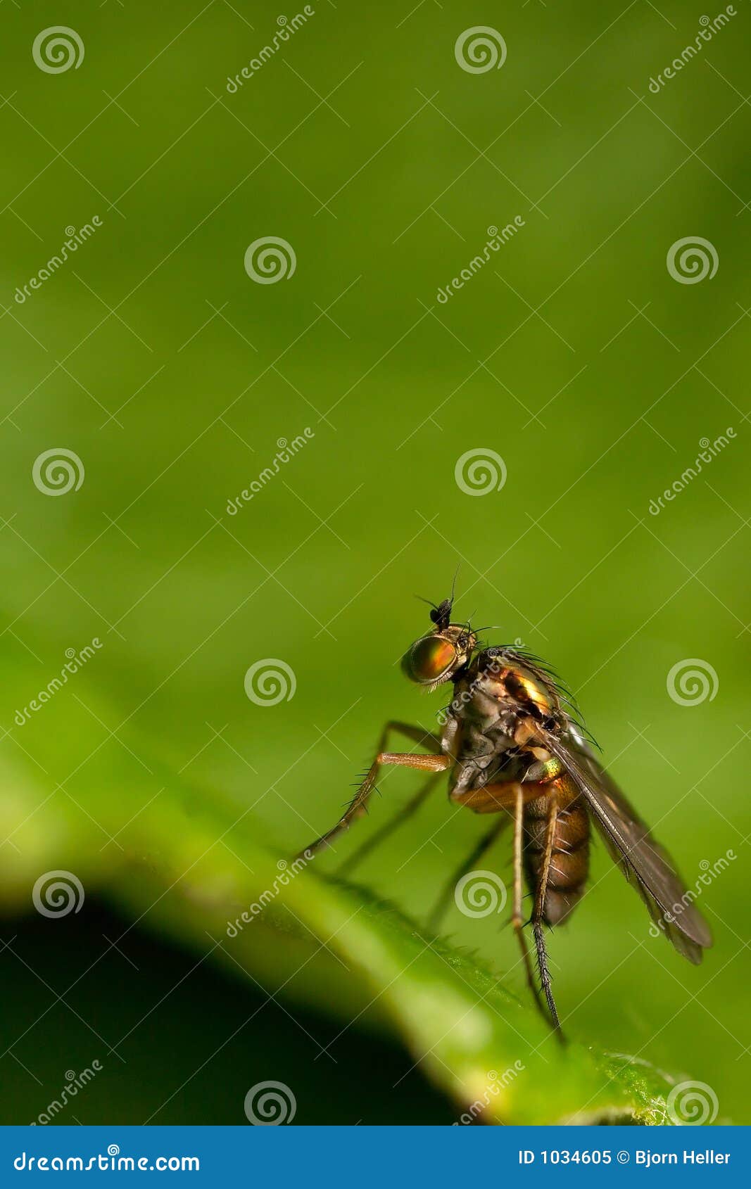 Macro della mosca immagine stock. Immagine di aperto, colore - 1034605