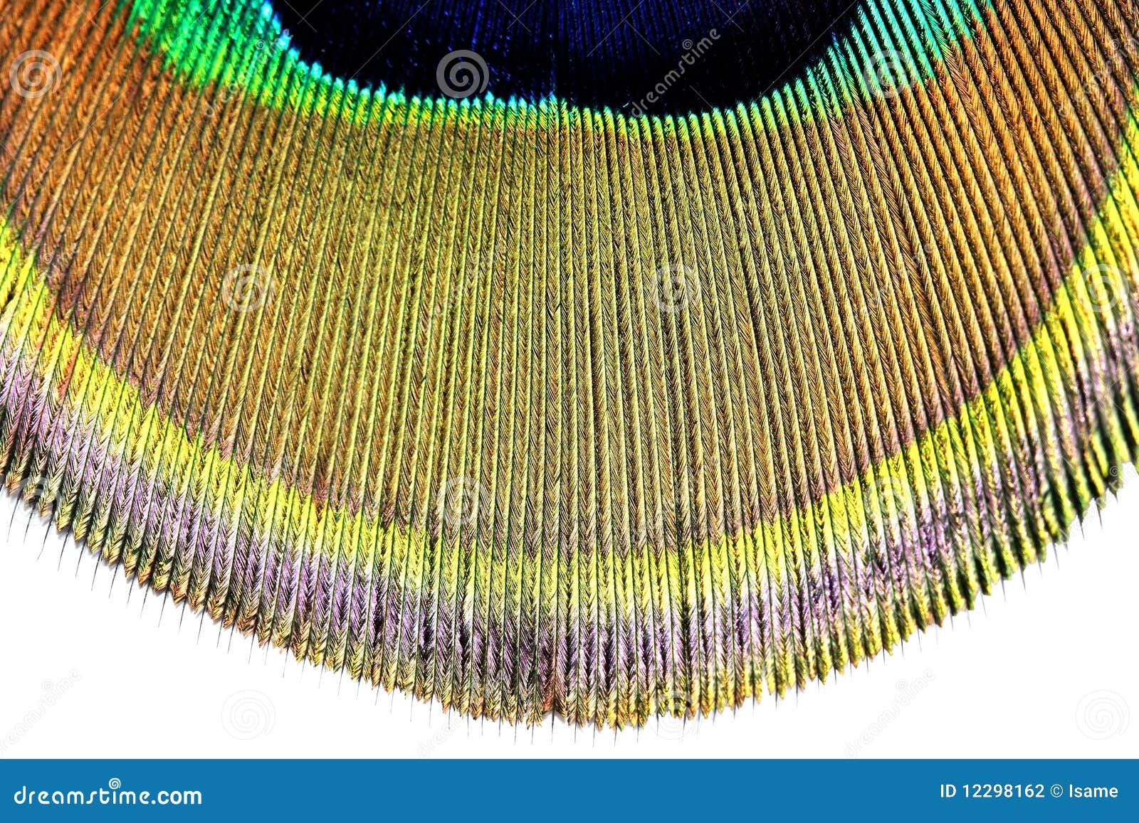 Macro Della Piuma Di Coda Del Pavone Fotografia Stock - Immagine di ...