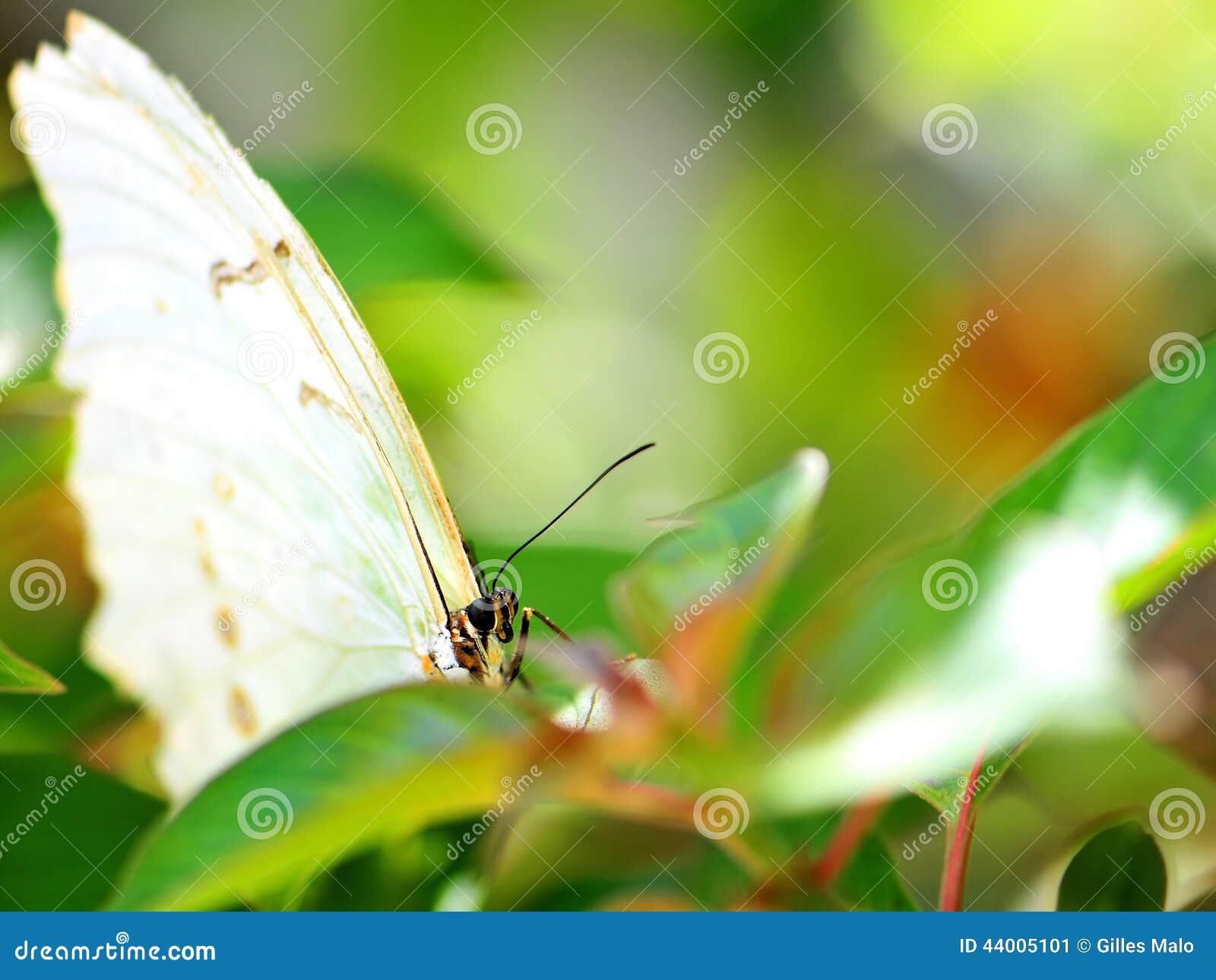 Macro Della Testa Della Farfalla Bianca Di Morpho Sulla Foglia Immagine ...