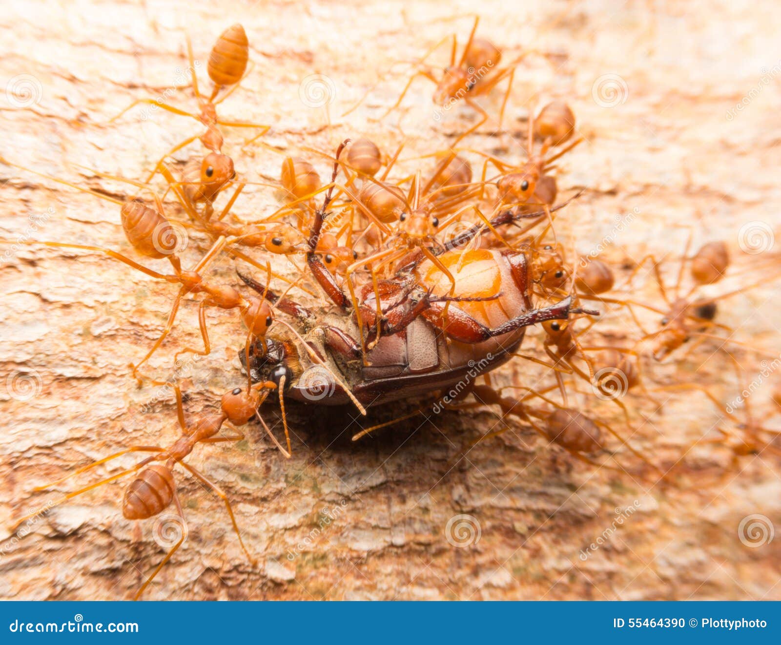 Macro Delle Formiche Di Fuoco Rosso Tropicali Che Prendono Una Preda ...